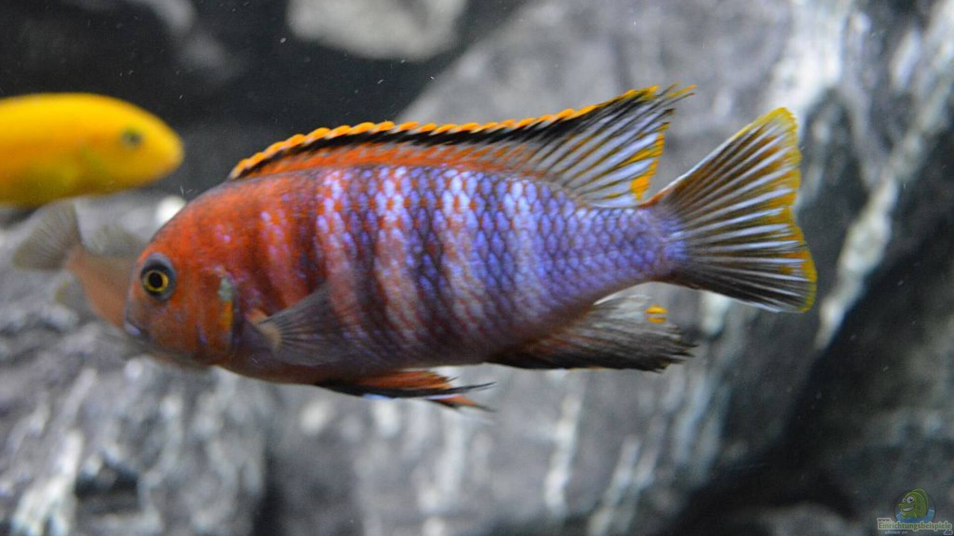 Tropheops sp. Chilumba: Alle wichtigen Infos