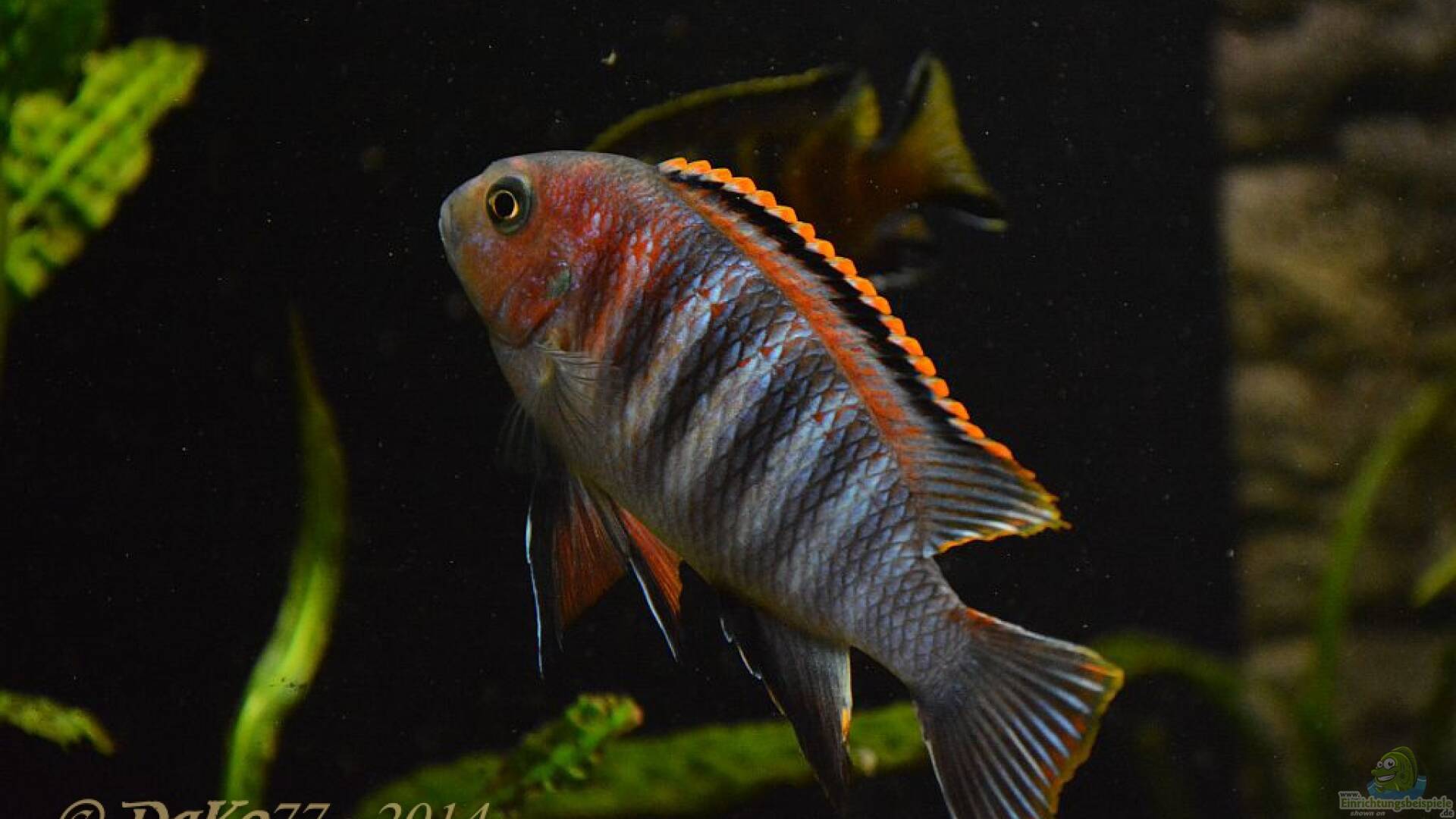 Tropheops sp. Chilumba: Alle wichtigen Infos