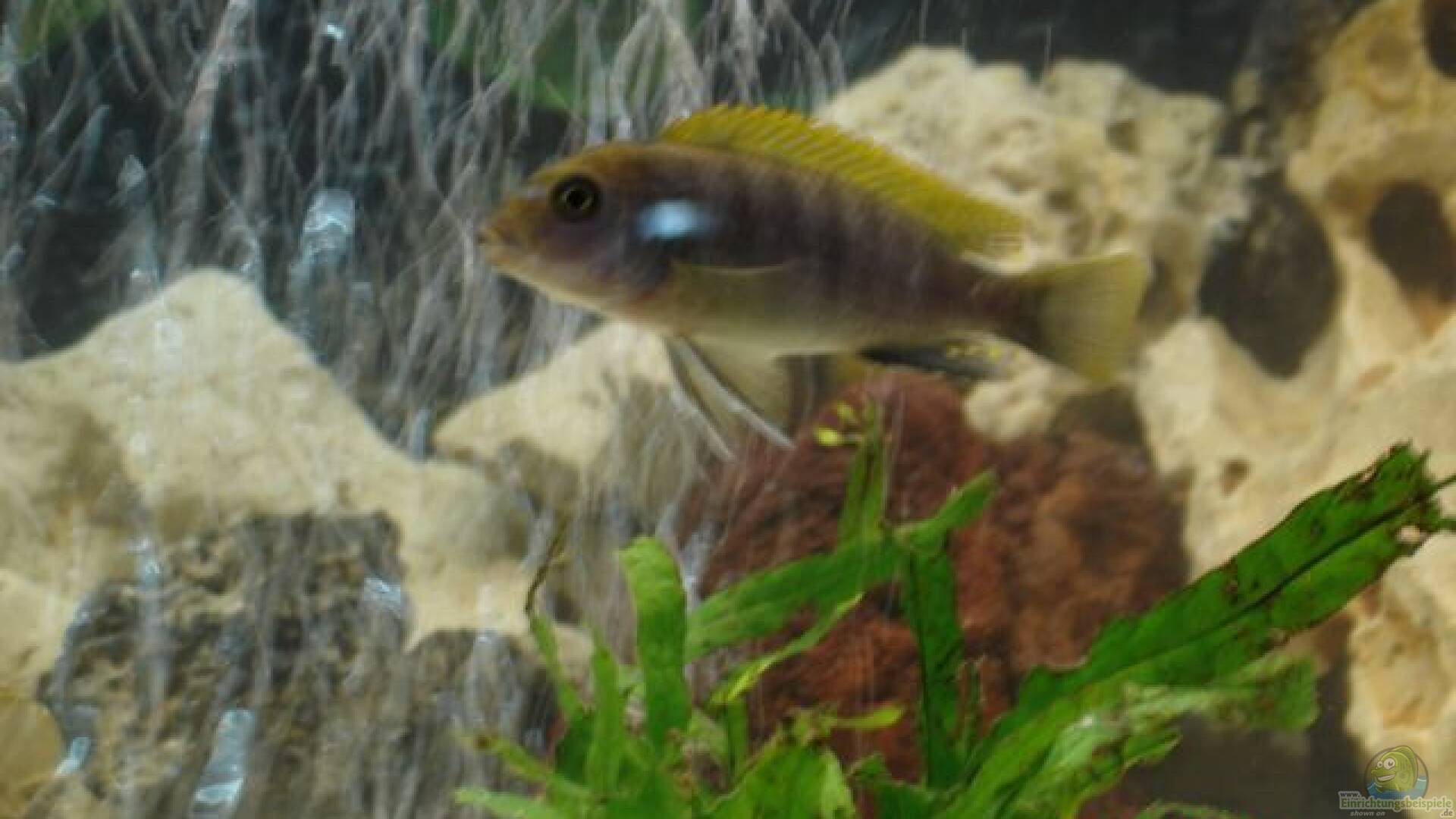 Labidochromis sp. hongi - Labidochromis hongi