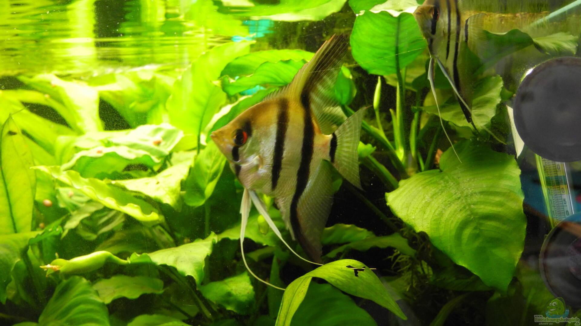 Pterophyllum - Segelflosser: Alle wichtigen Infos