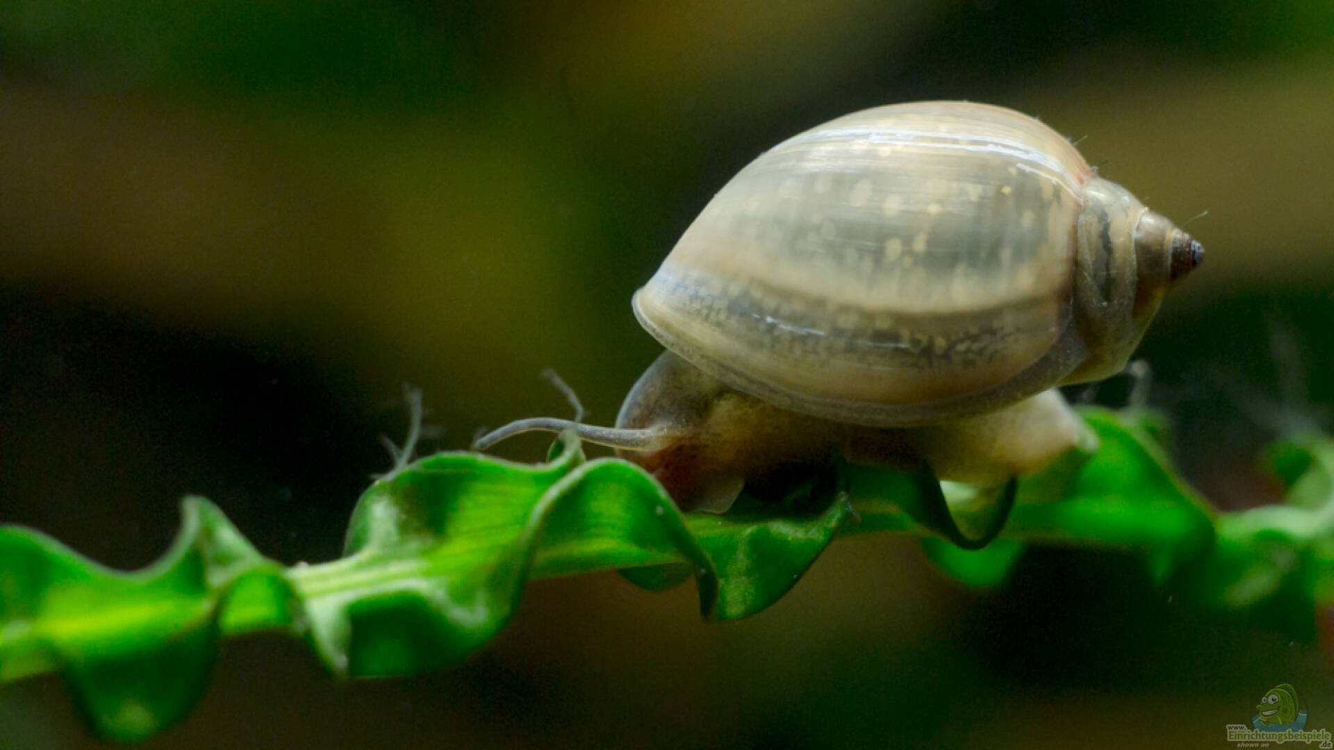 Quellblasenschnecke - Physa fontinalis: Alle Infos