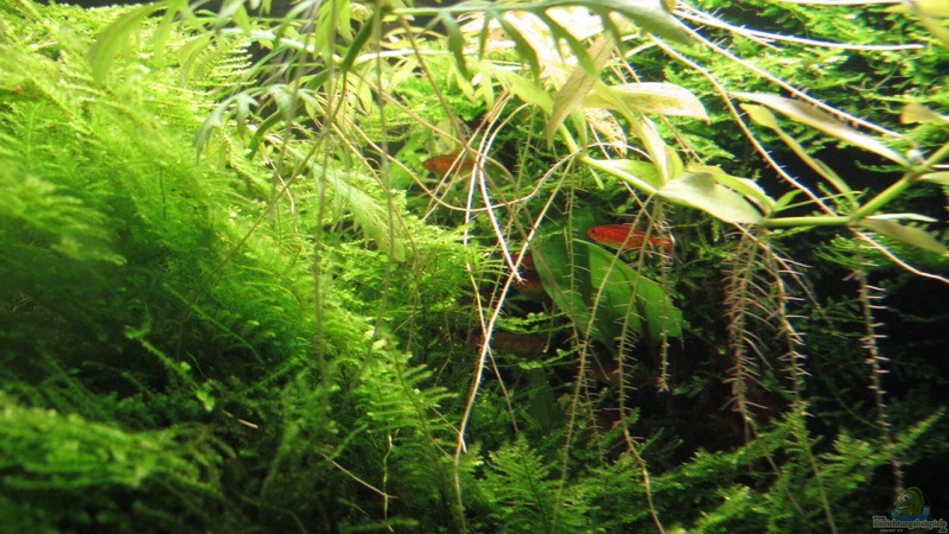 Hyphessobrycon amandae - Feuertetra: Alle Infos