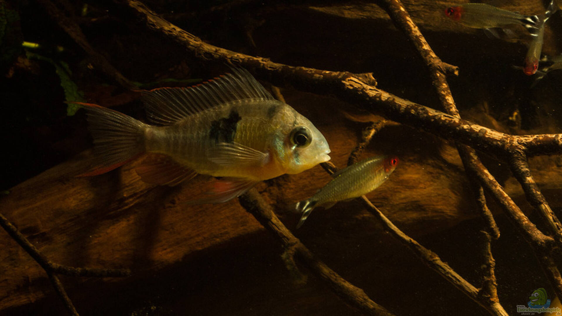 Mikrogeophagus altispinosus: Alle wichtigen Infos