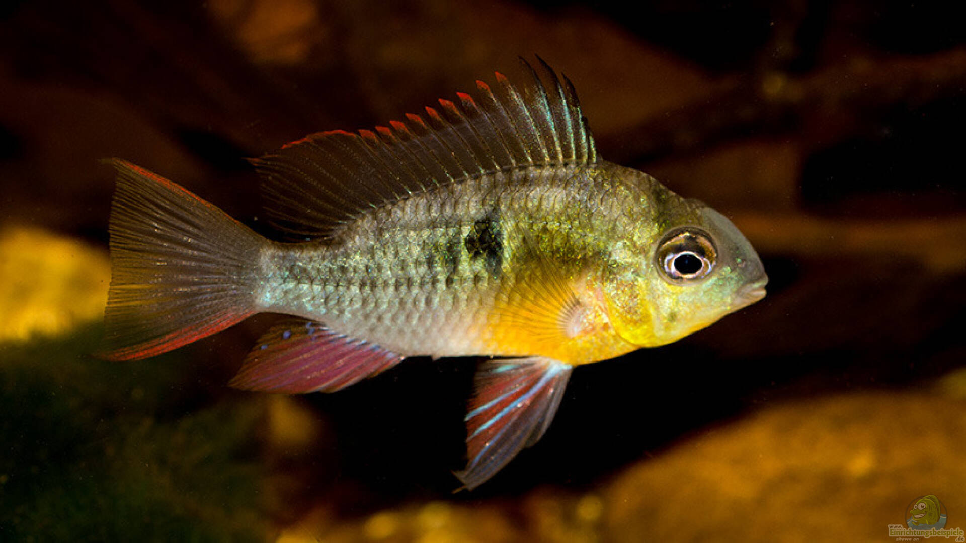 Mikrogeophagus altispinosus: Alle wichtigen Infos
