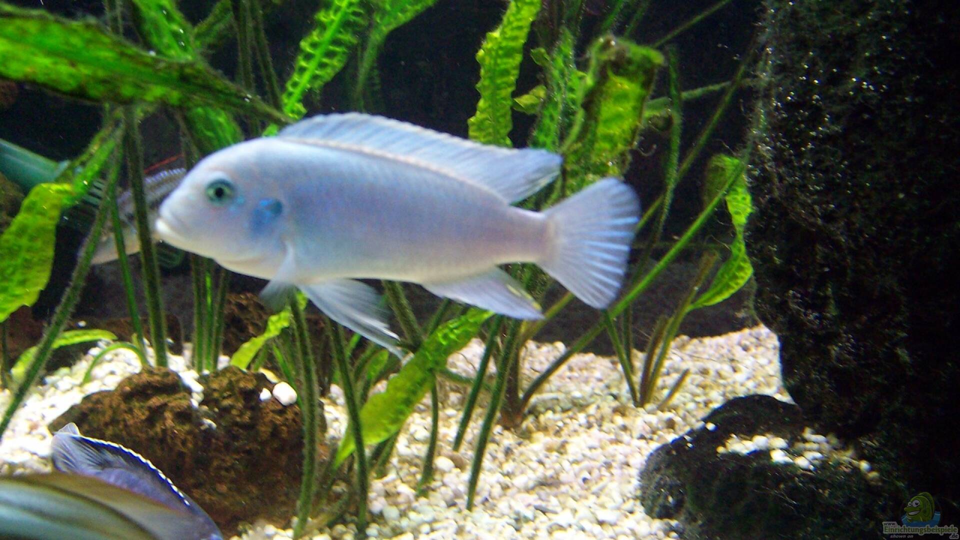 Metriaclima callainos - Kobalt Zebra: Alle Infos