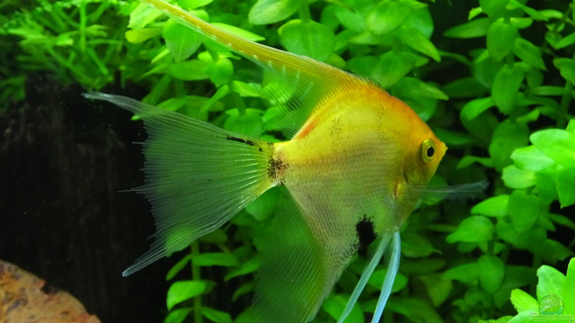 Pterophyllum - Segelflosser: Alle wichtigen Infos