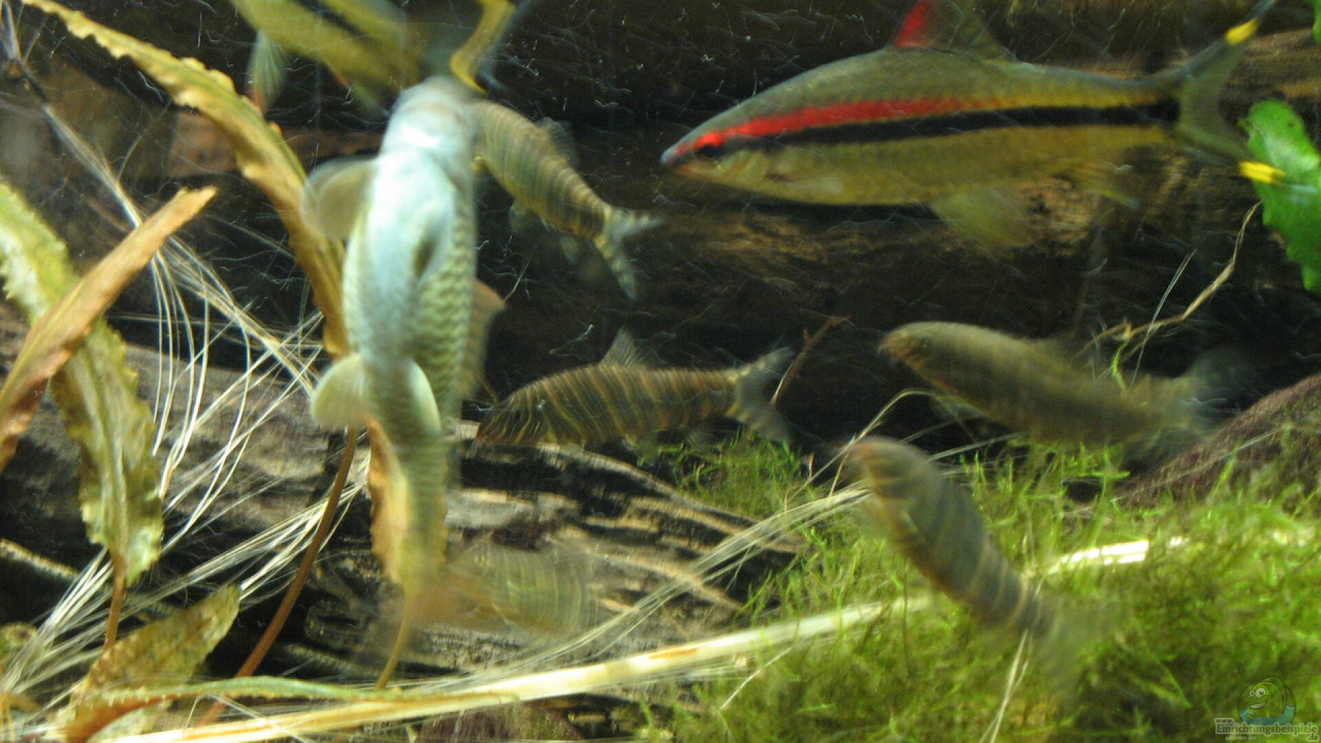 Puntius denisonii | Denisonbarbe: Alle Infos