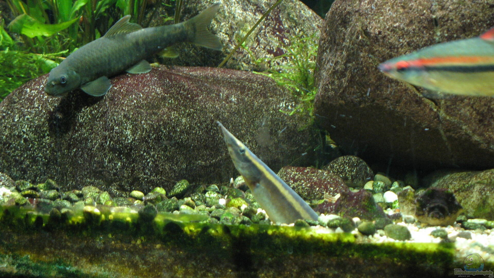 Puntius denisonii - Denisonbarbe: Alle wichtigen Infos