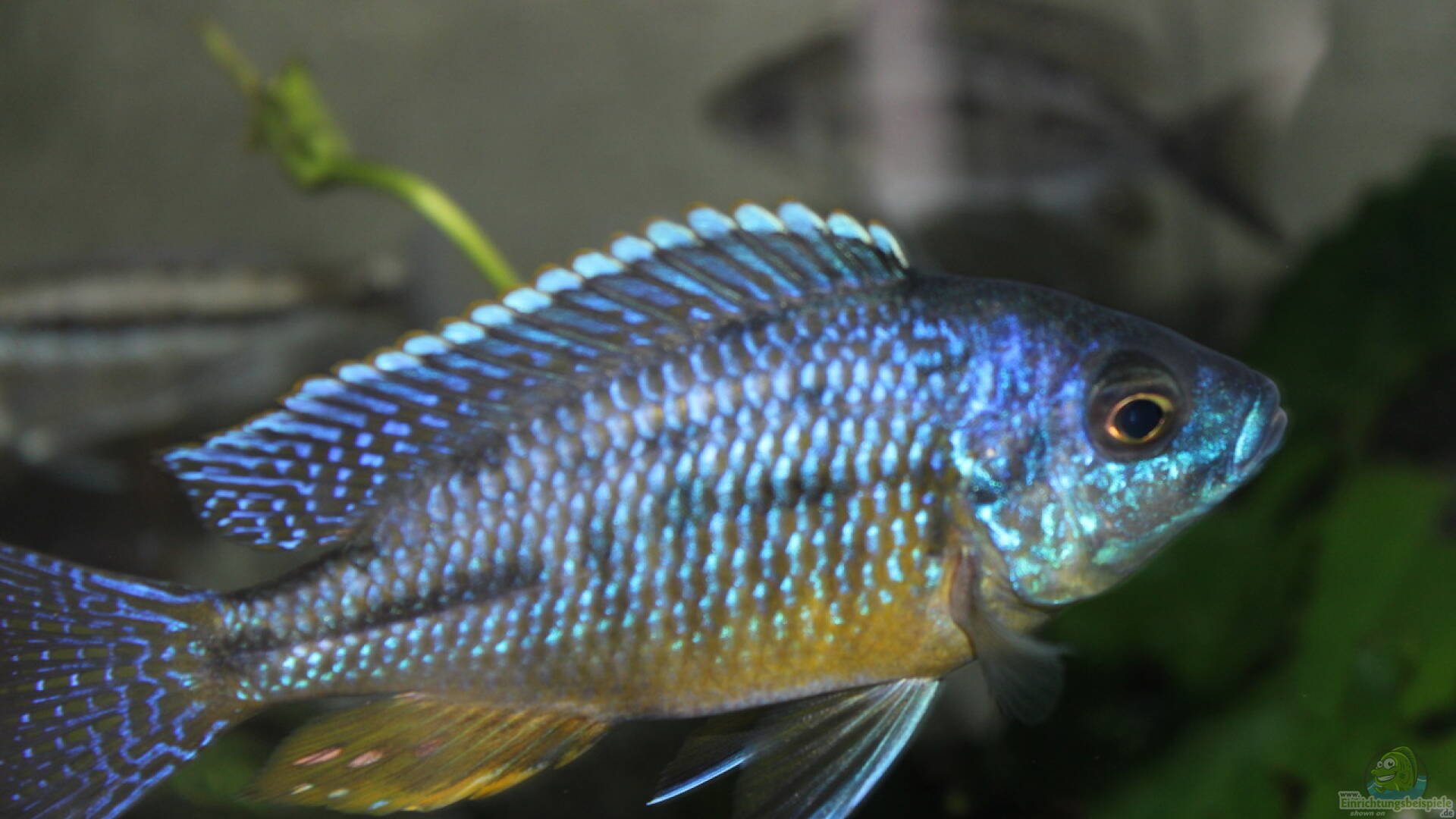 Protomelas spilonotus: Alle wichtigen Infos