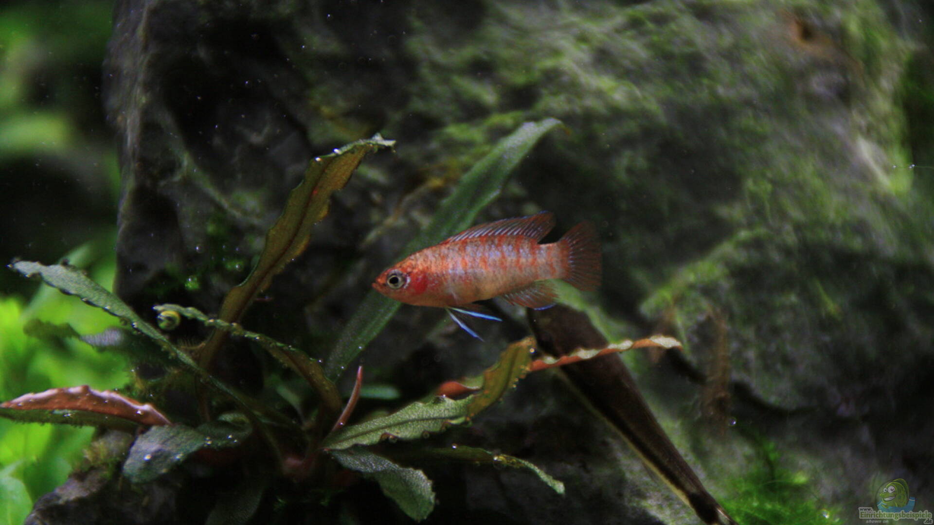 Dario dario - Scarlet-Blaubarsch: Alle wichtigen Infos