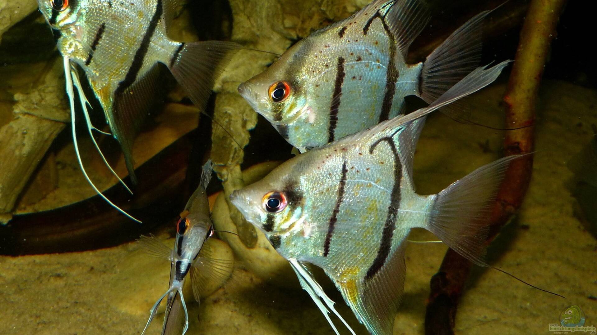 Pterophyllum altum - Hoher Segelflosser: Alle Infos