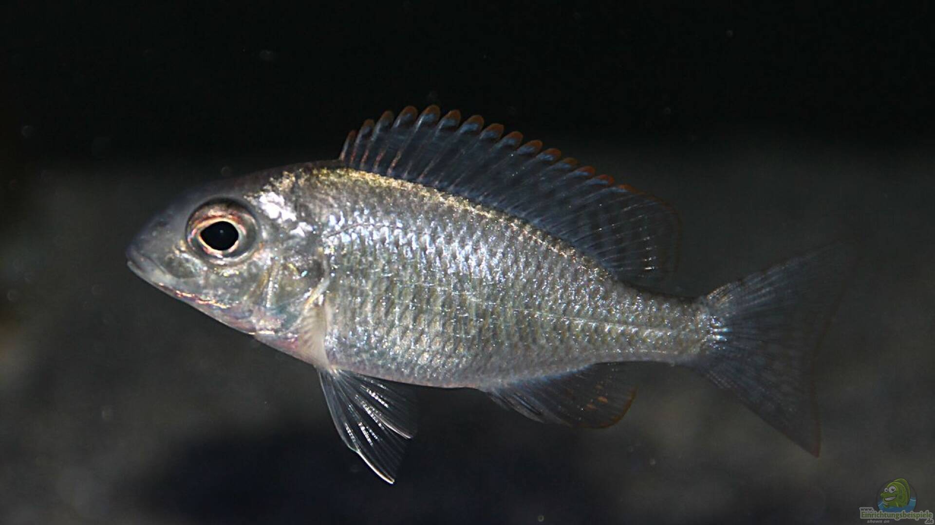 Lethrinops sp. red cap: Alle wichtigen Infos