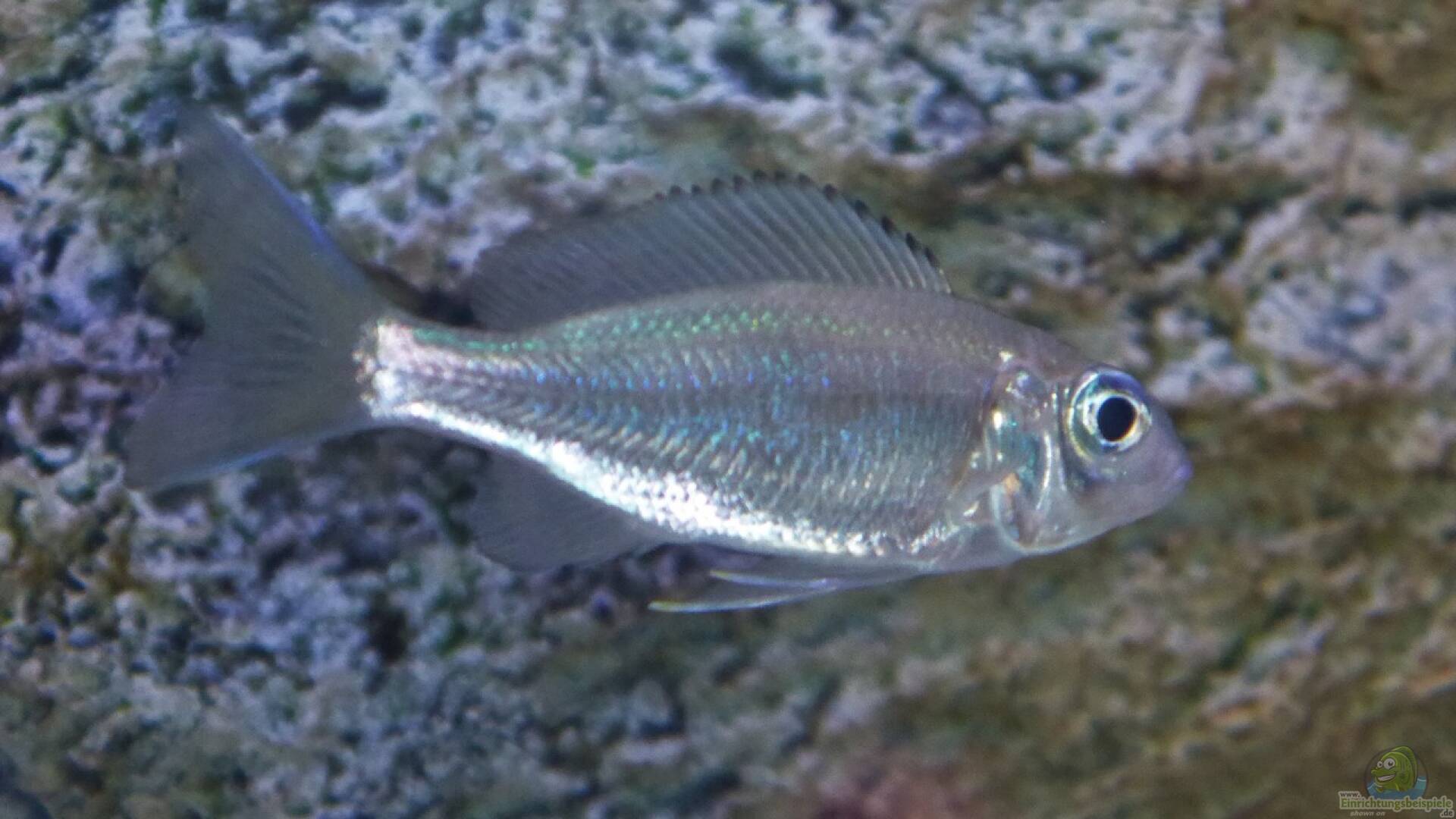 Ophthalmotilapia nasuta - Nasenbuntbarsch: Alle Infos