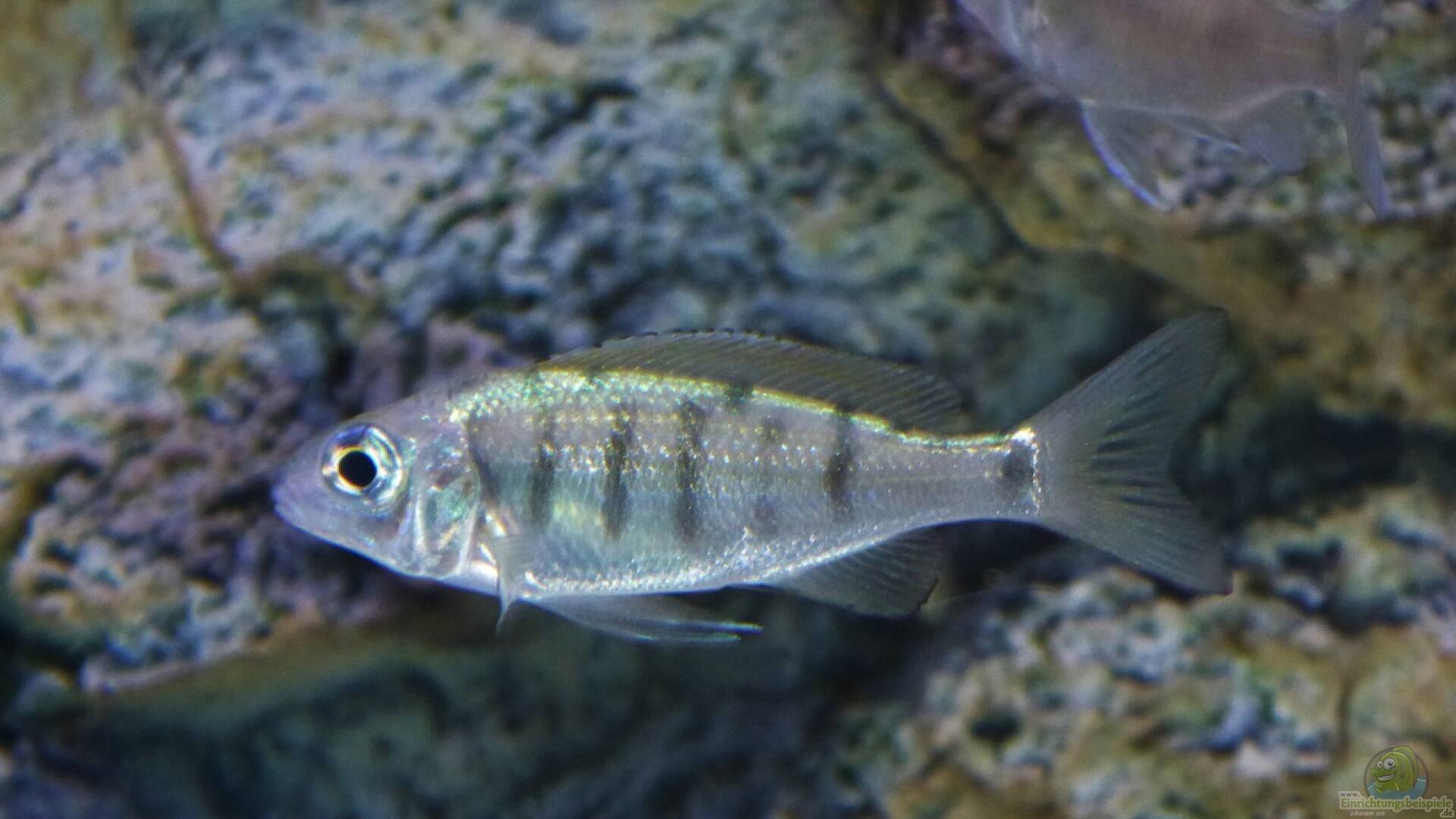 Ophthalmotilapia nasuta - Nasenbuntbarsch: Alle Infos