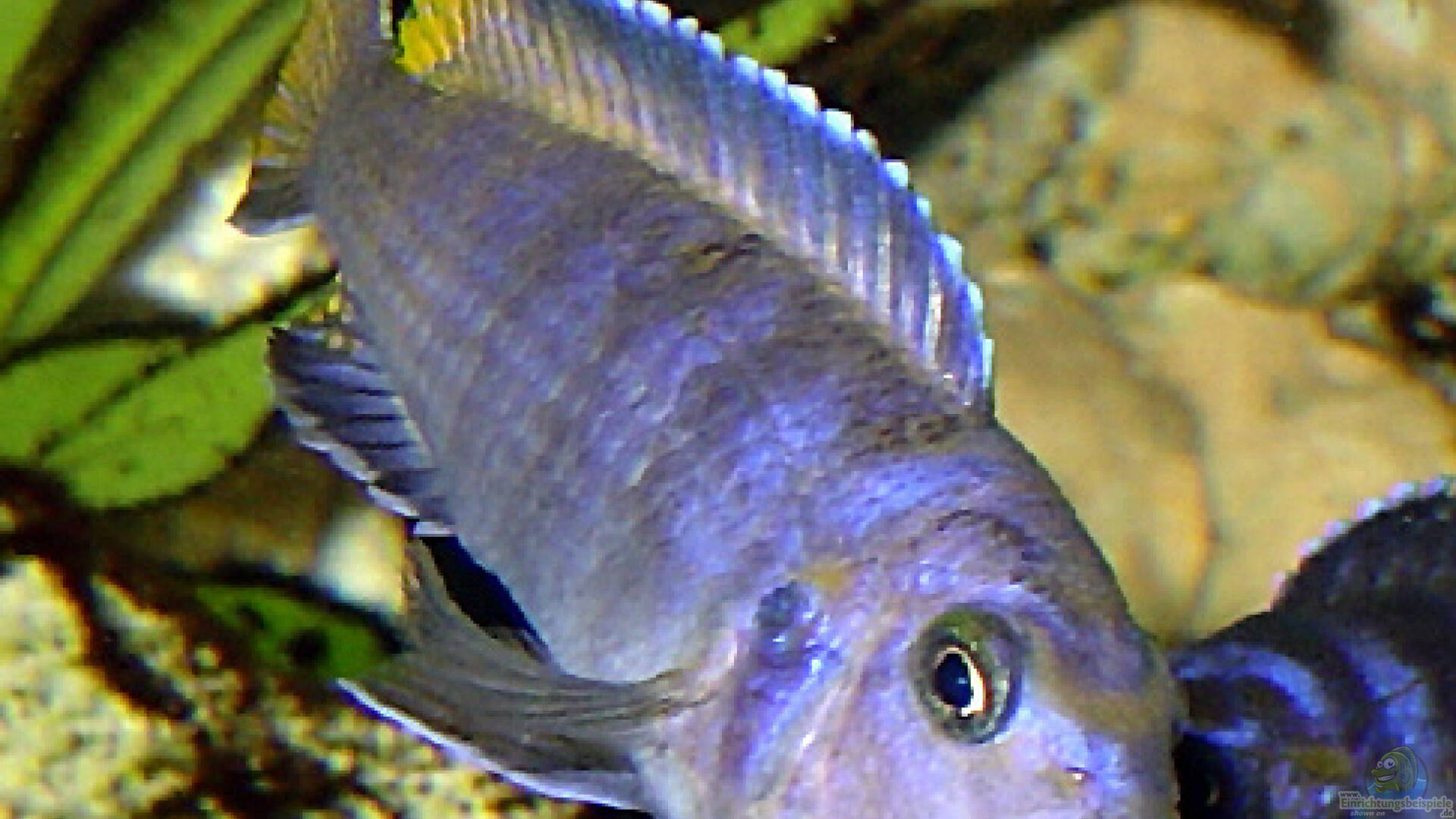 Pseudotropheus elongatus mpanga: Alle wichtigen Infos