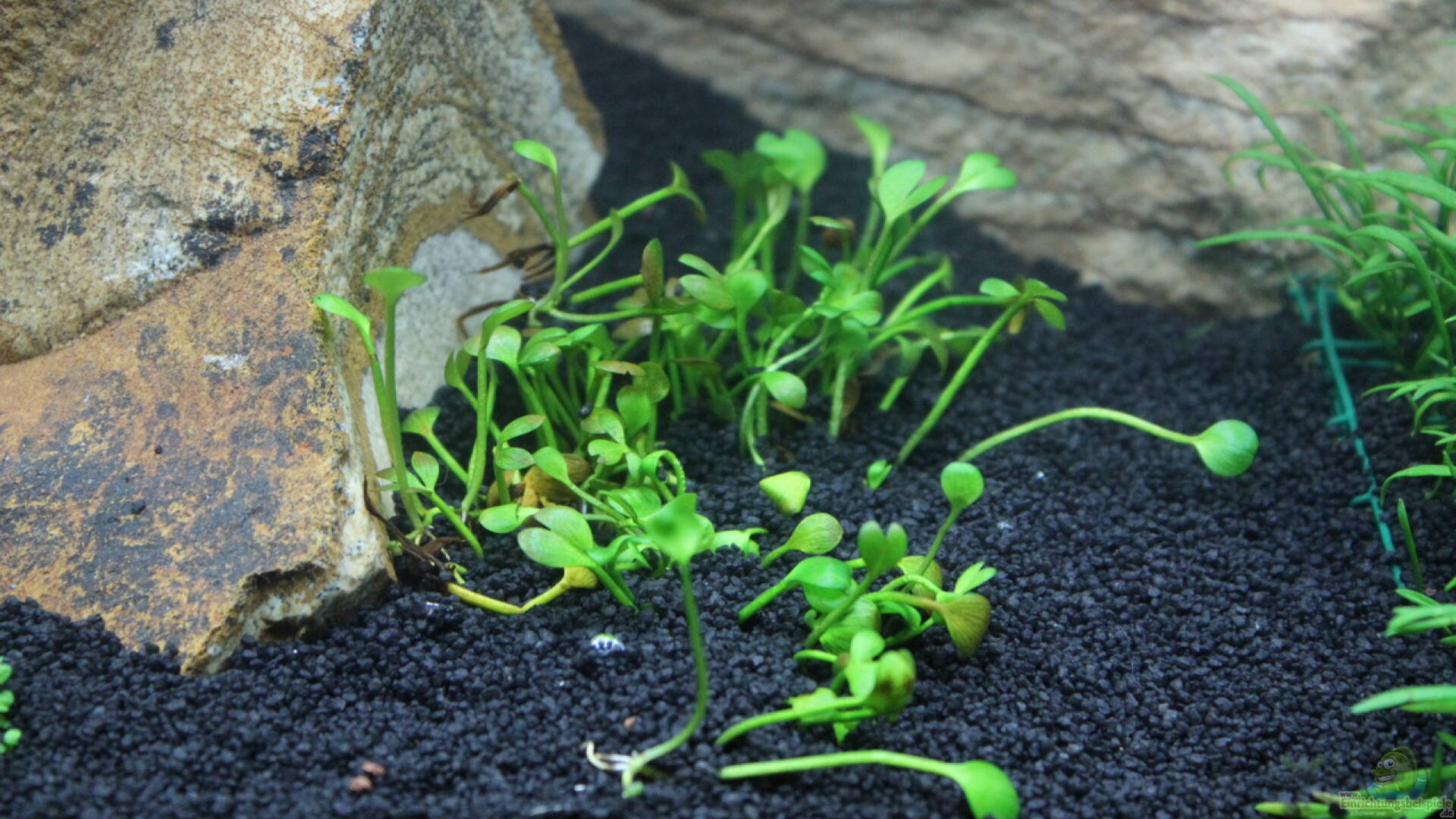 Marsilea drummondii - Zwergkleefarn: Alle Infos