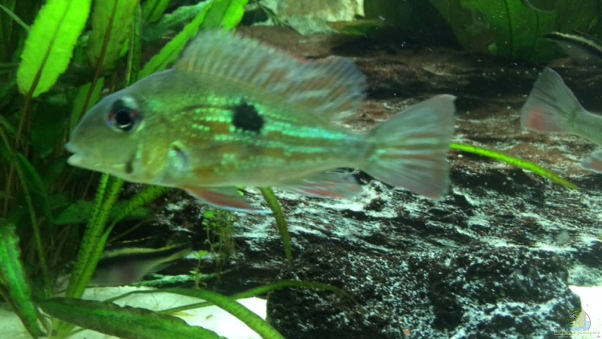 Geophagus proximus: Alle wichtigen Infos
