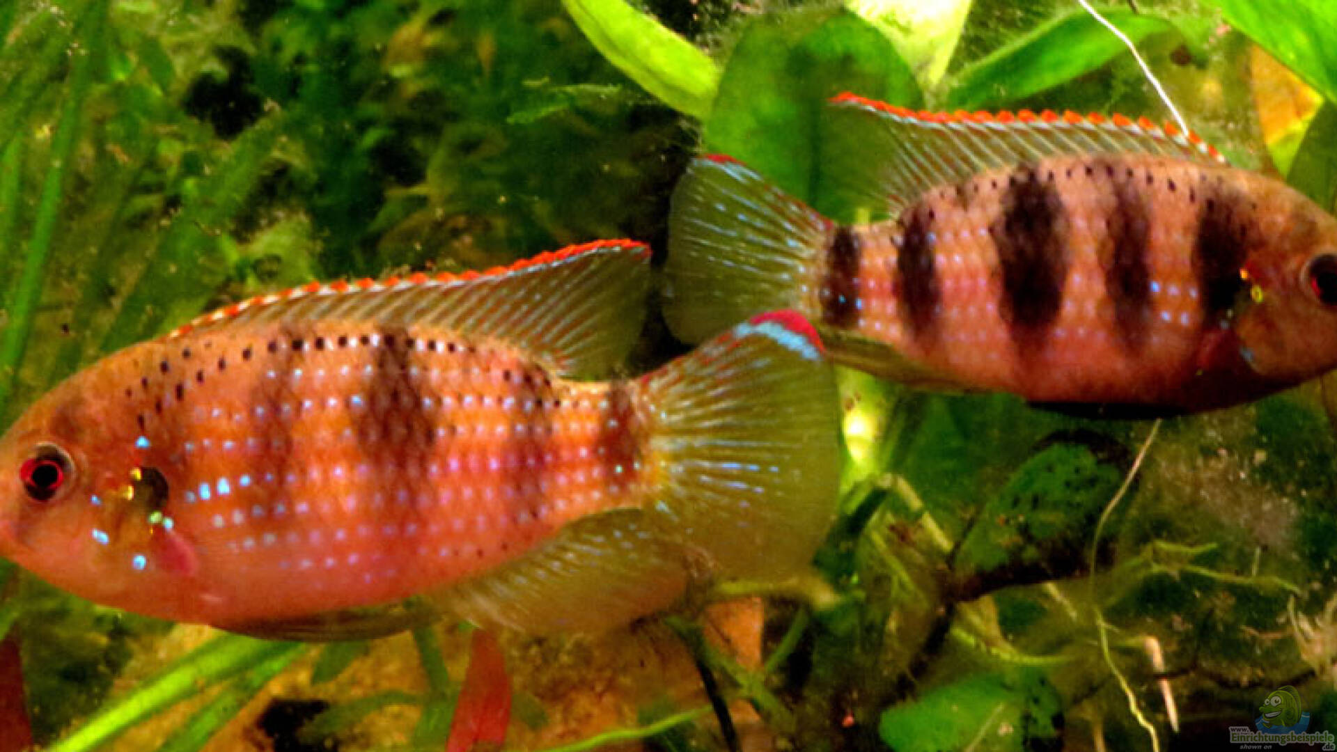 Anomalochromis thomasi: Alle wichtigen Infos