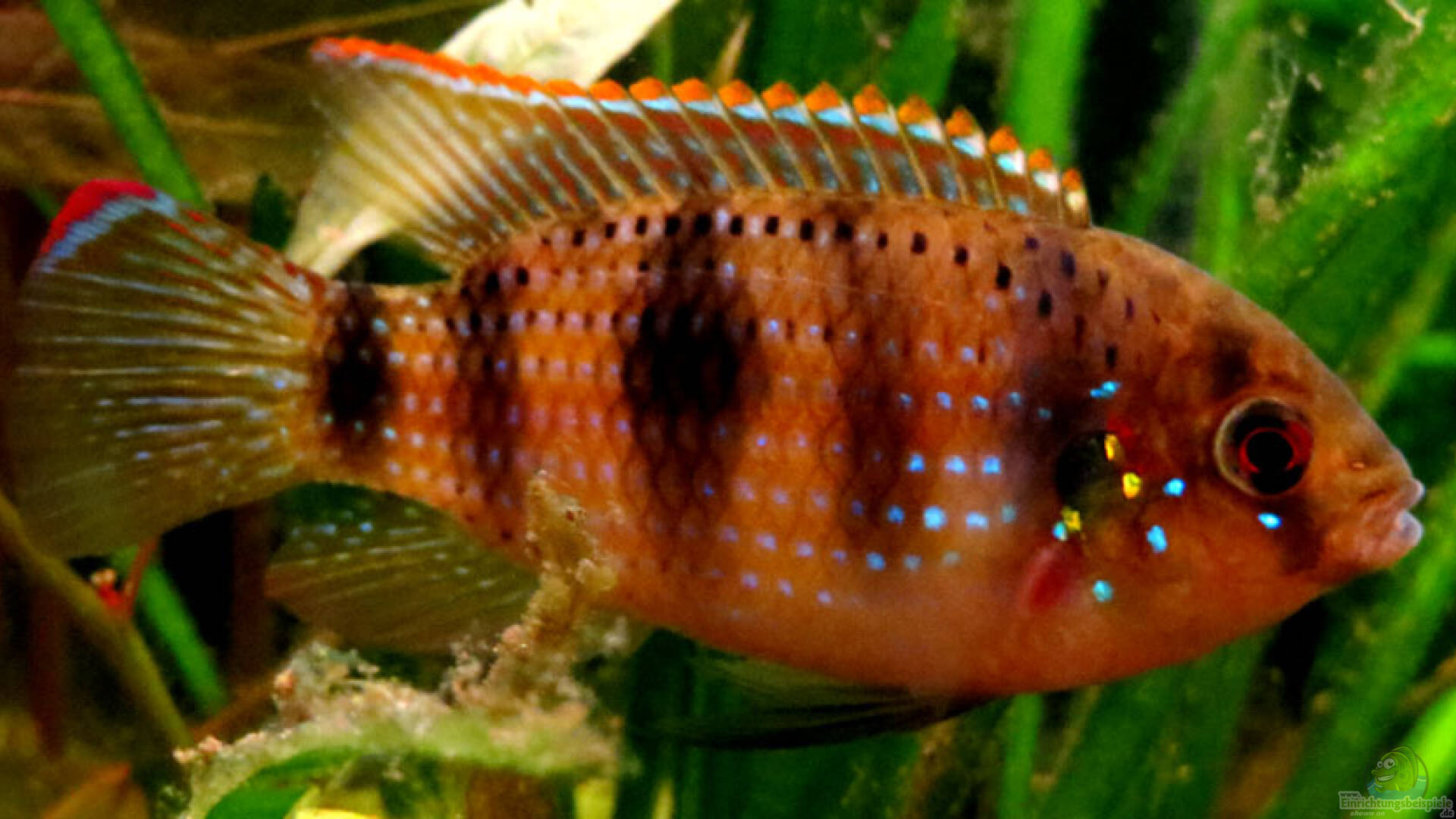 Anomalochromis thomasi: Alle wichtigen Infos