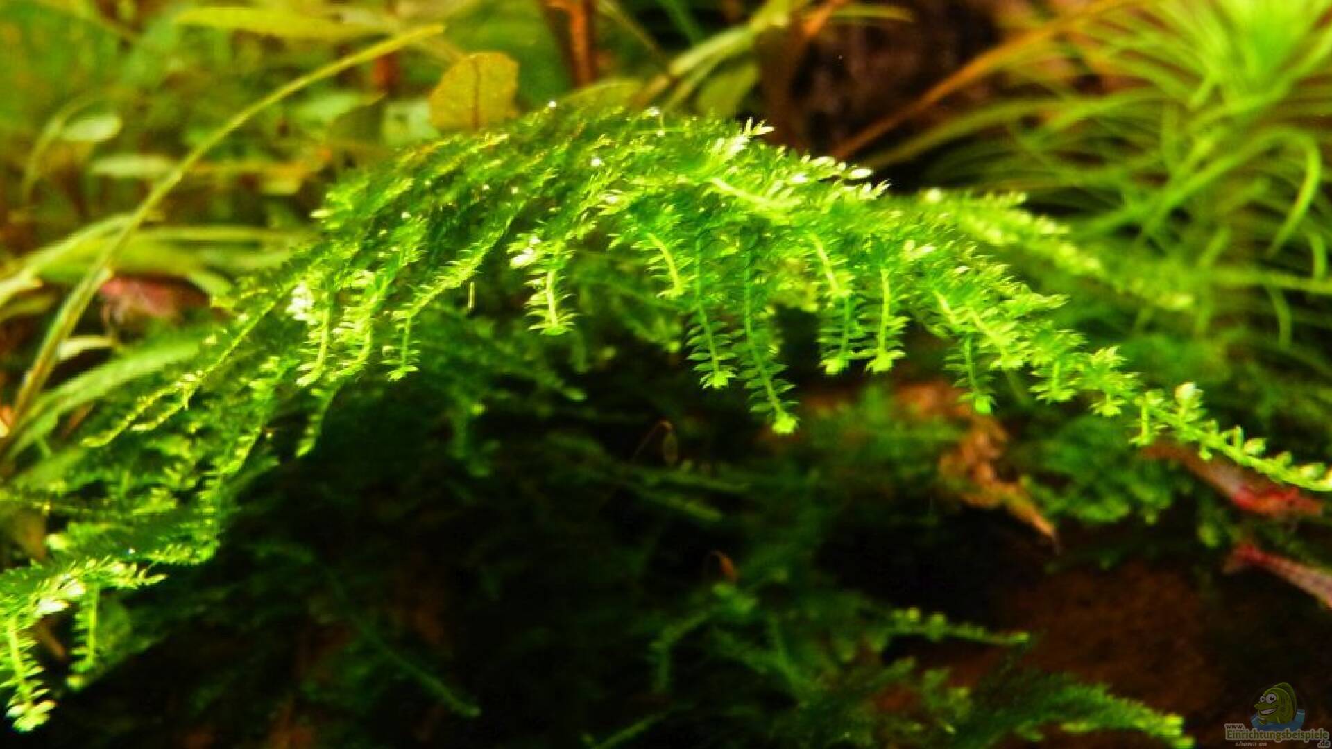 Vesicularia montagnei - Christmas-Moos: Alle Infos