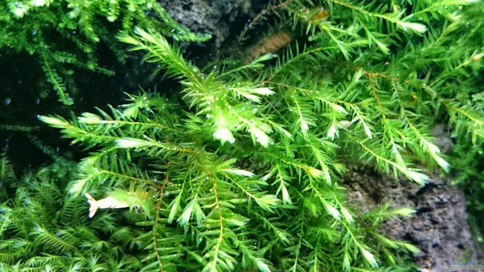 Fontinalis hypnoides: Alle wichtigen Infos