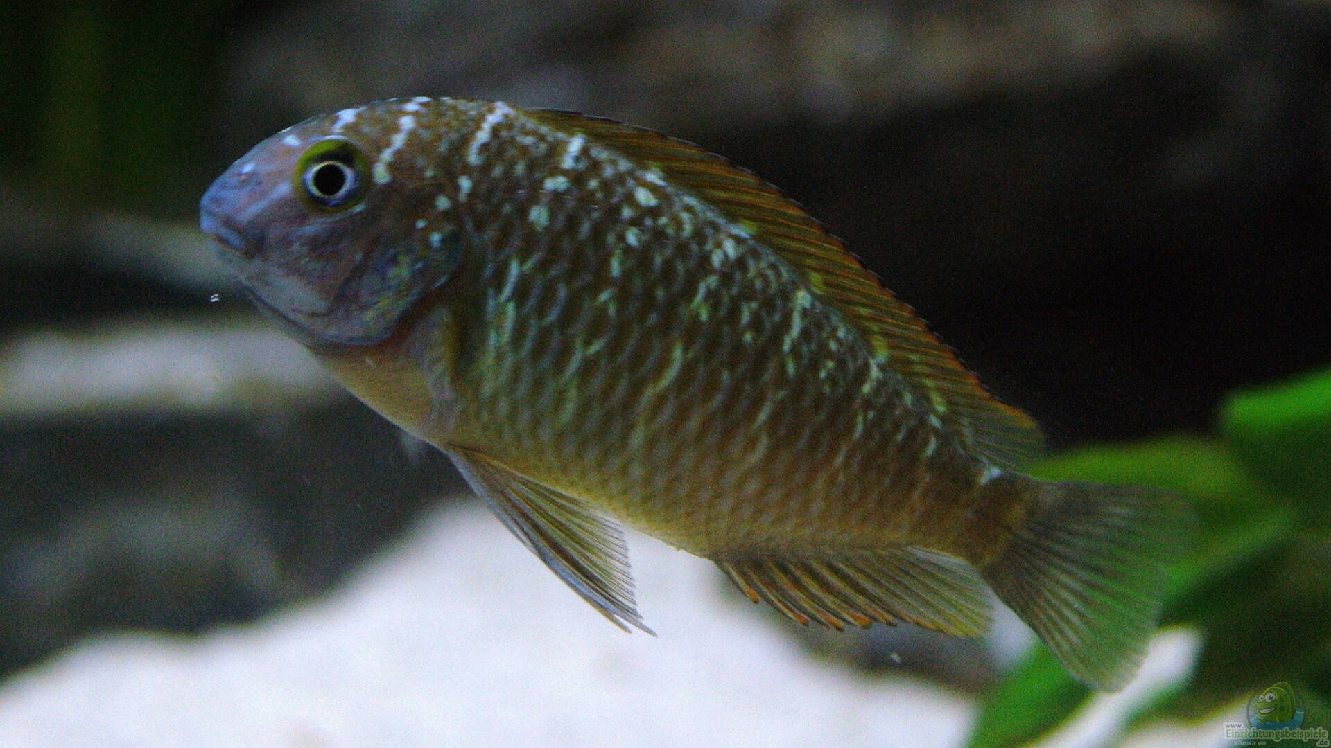 Tropheus moorii ´Ilangi´: Alle wichtigen Infos