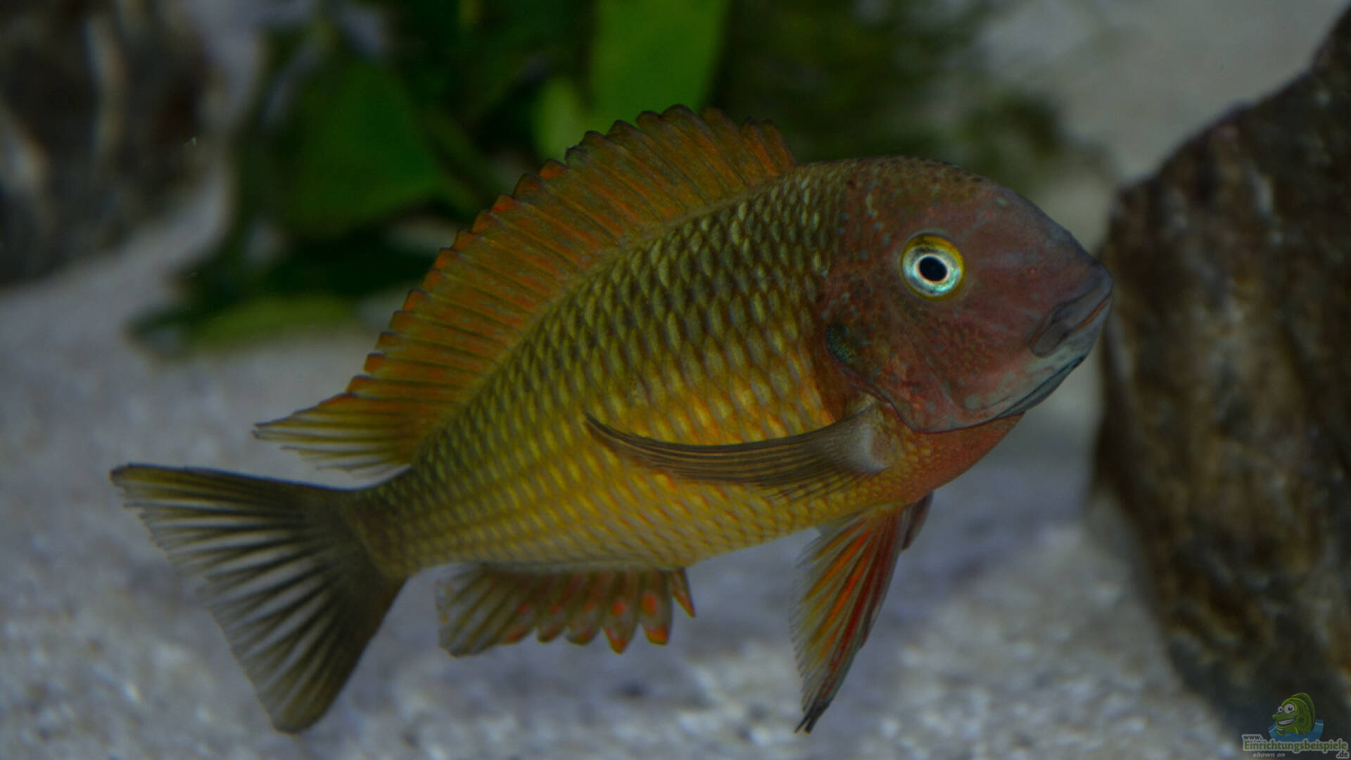 Tropheus moorii ´Ilangi´: Alle wichtigen Infos