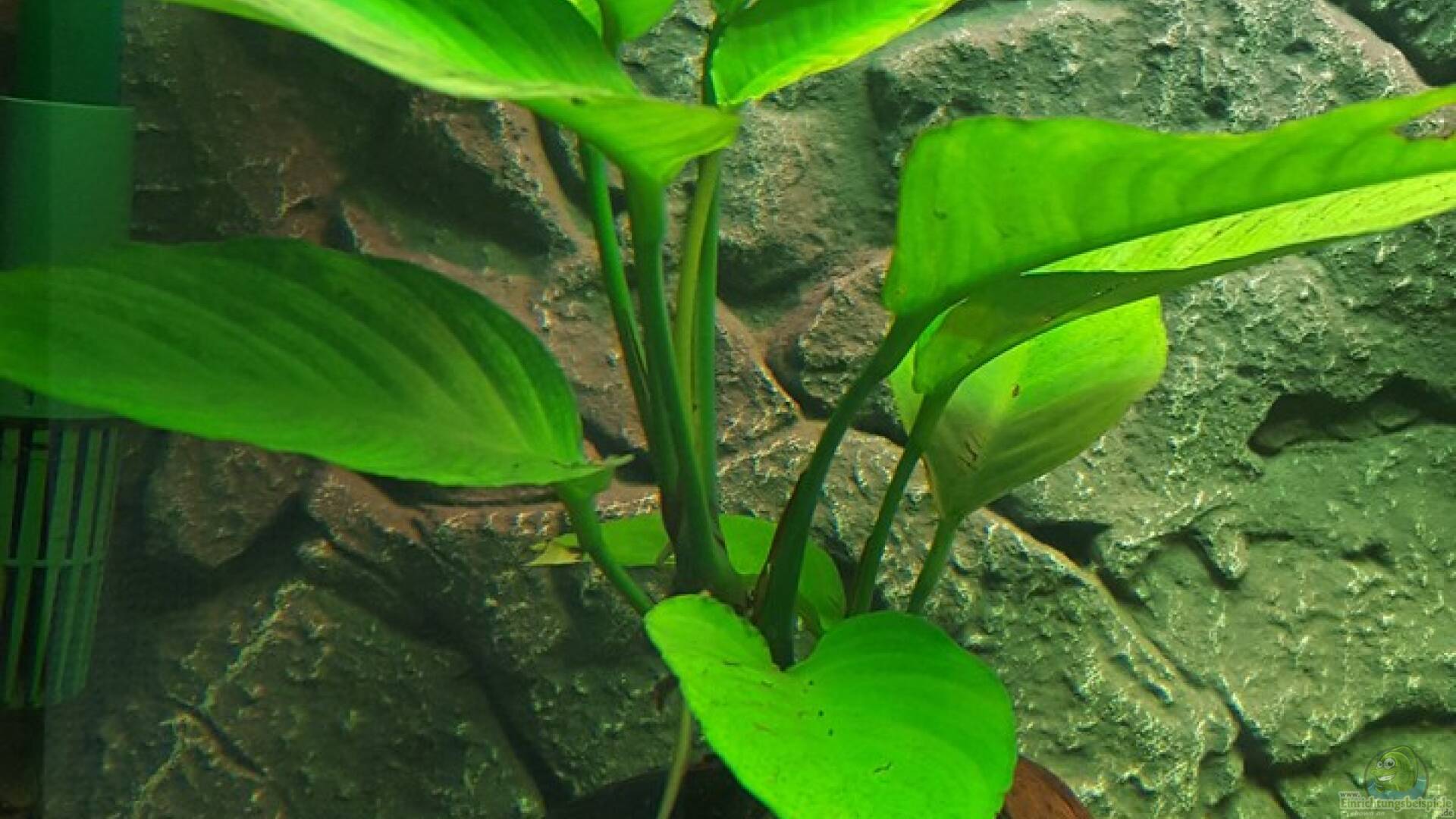 Anubias heterophylla - Verschiedenblättriges Speerblatt