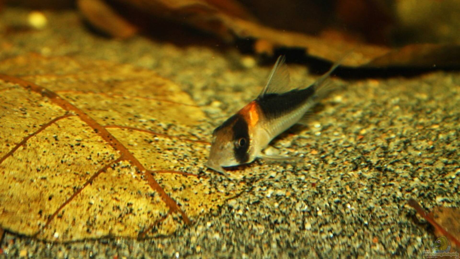 Corydoras adolfoi - Adolfos Panzerwels: Alle Infos