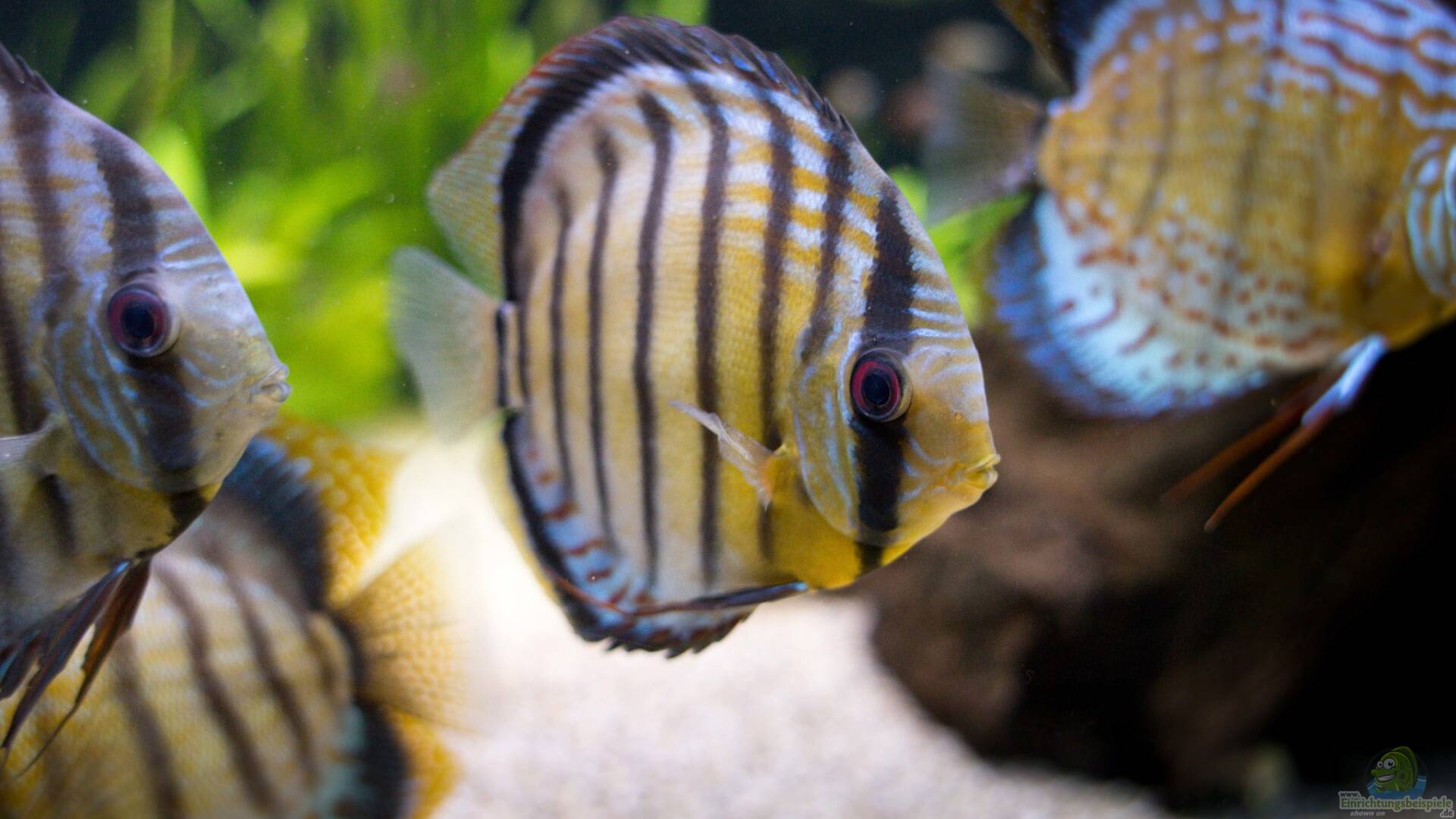 Symphysodon | Diskusfisch: Alle wichtigen Infos