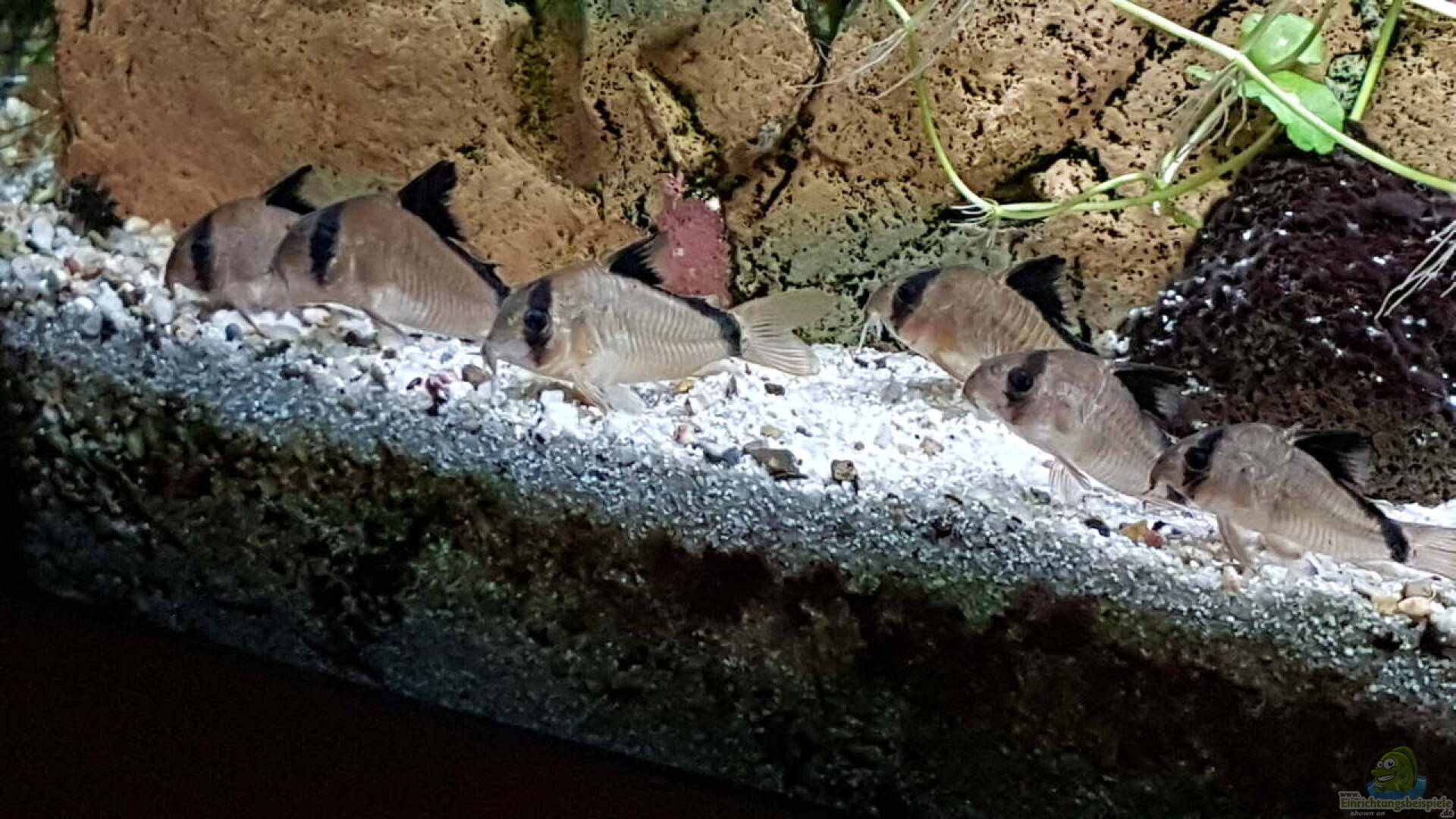Corydoras adolfoi - Adolfos Panzerwels: Alle Infos