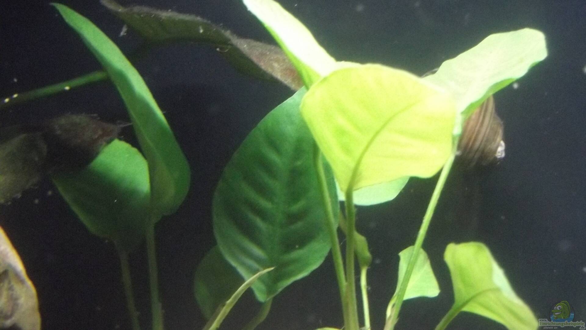 Anubias heterophylla - Verschiedenblättriges Speerblatt