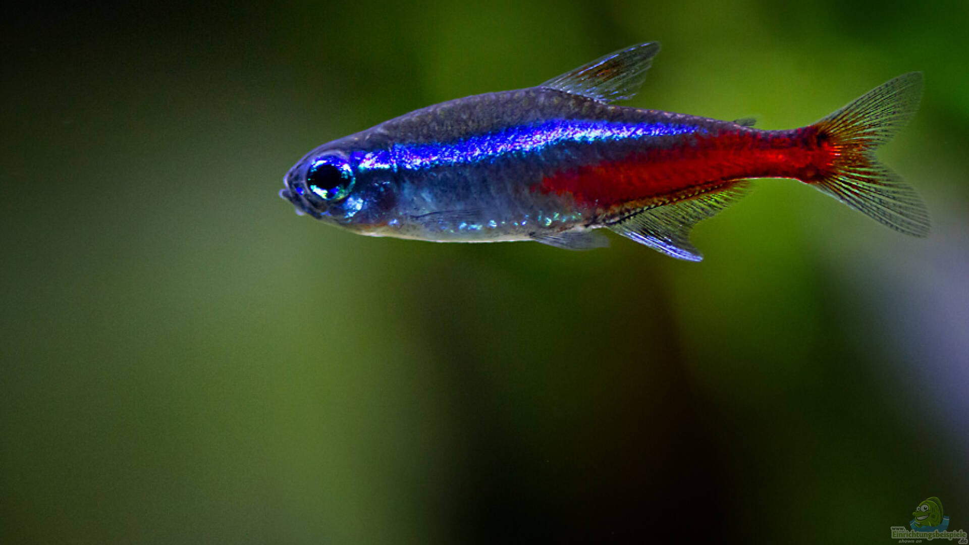 Paracheirodon innesi - Neonsalmler: Alle Infos