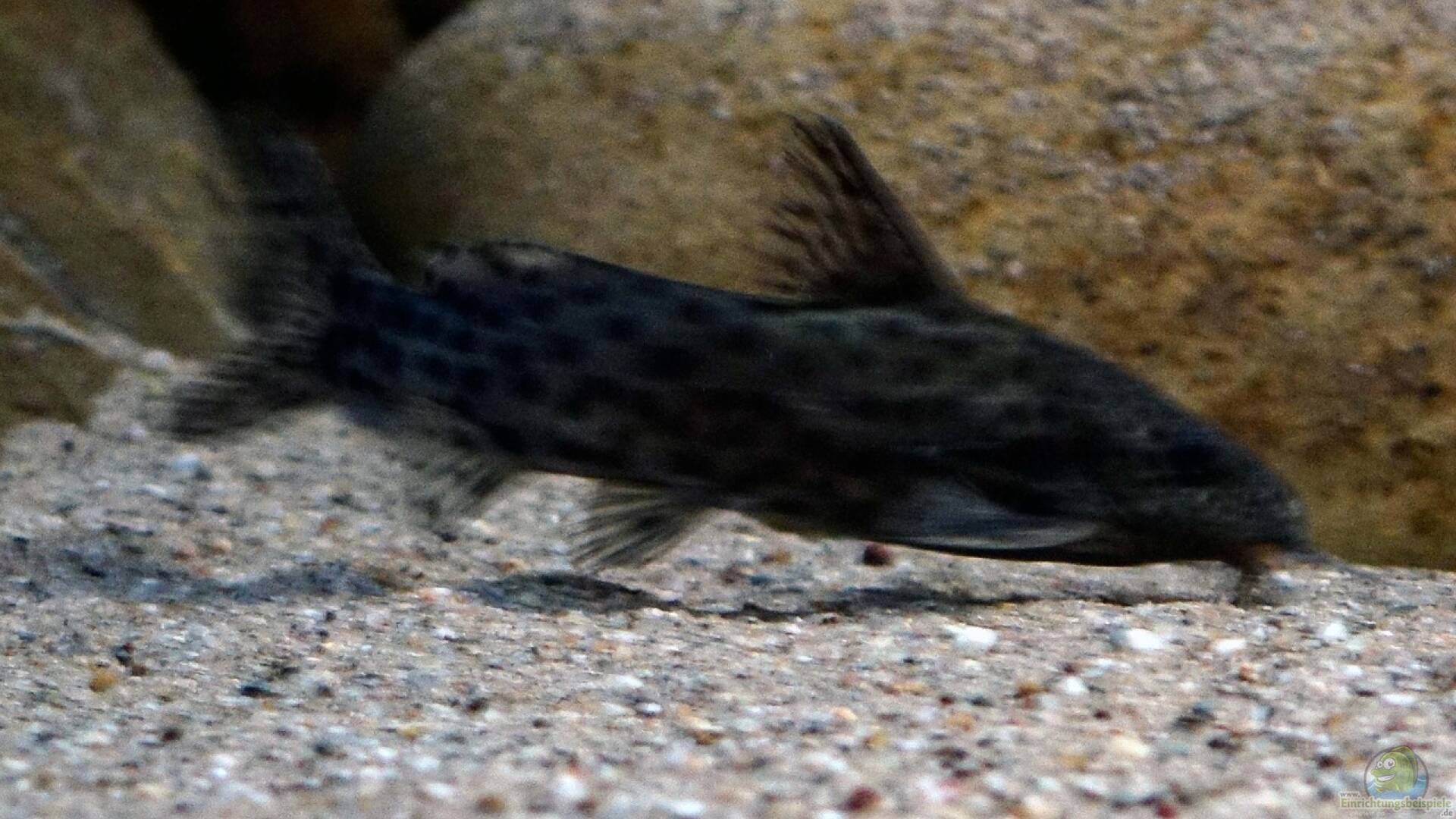 Synodontis njassae - Njassa-Fiederbartwels: Alle Infos