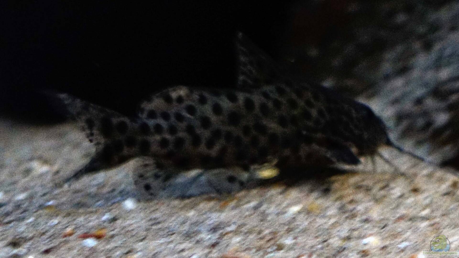 Synodontis njassae - Njassa-Fiederbartwels: Alle Infos