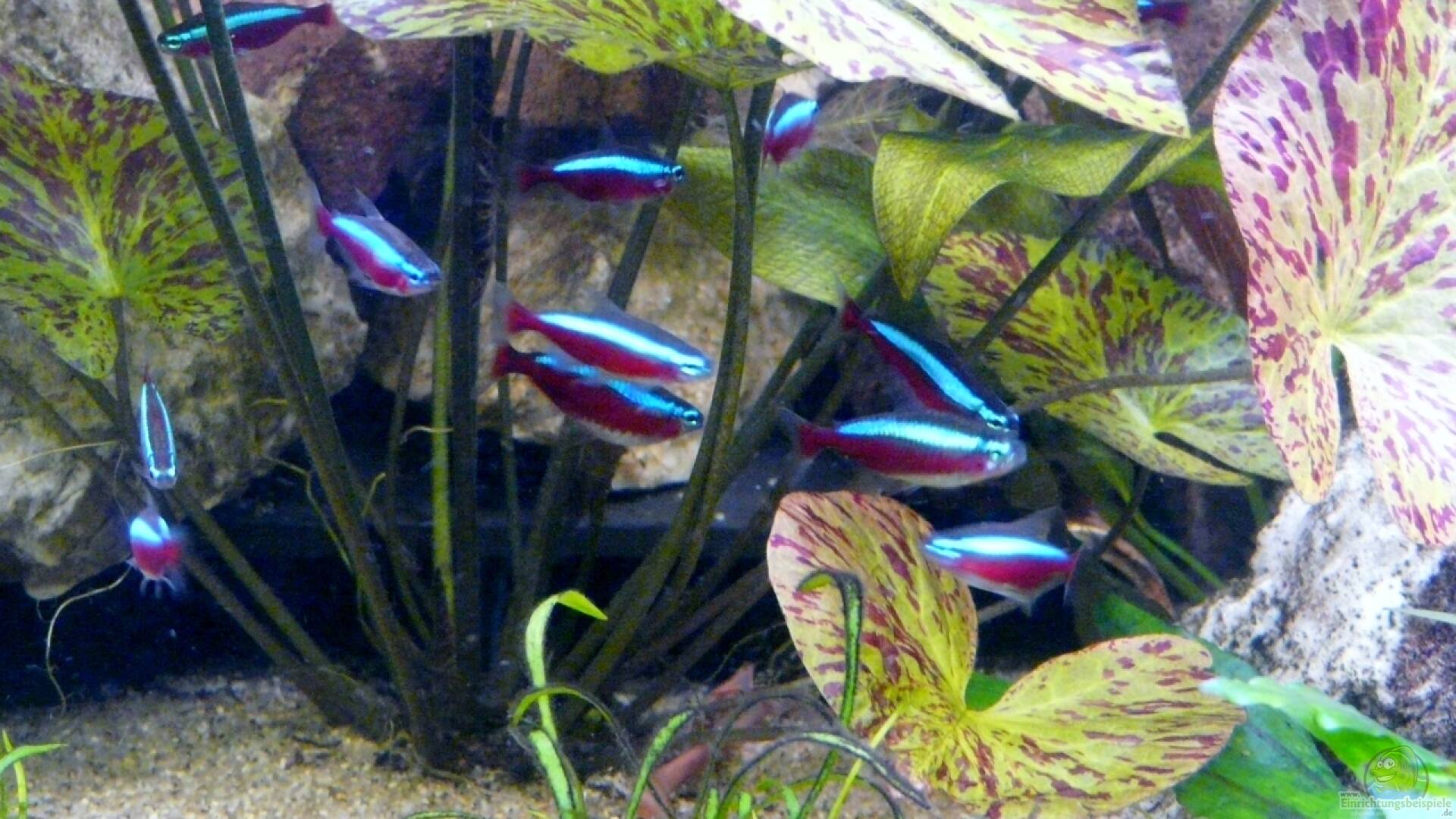 Paracheirodon axelrodi - Roter Neon: Alle Infos