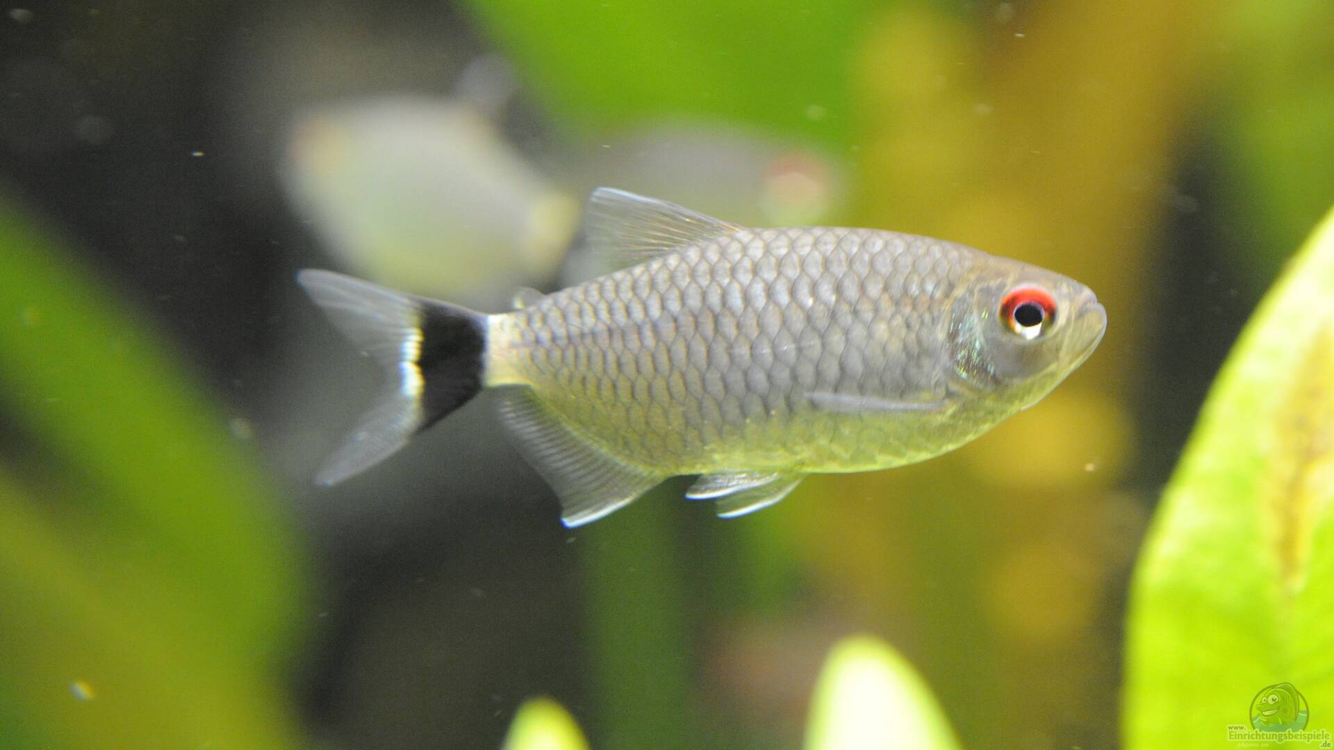 Moenkhausia: Alle wichtigen Infos