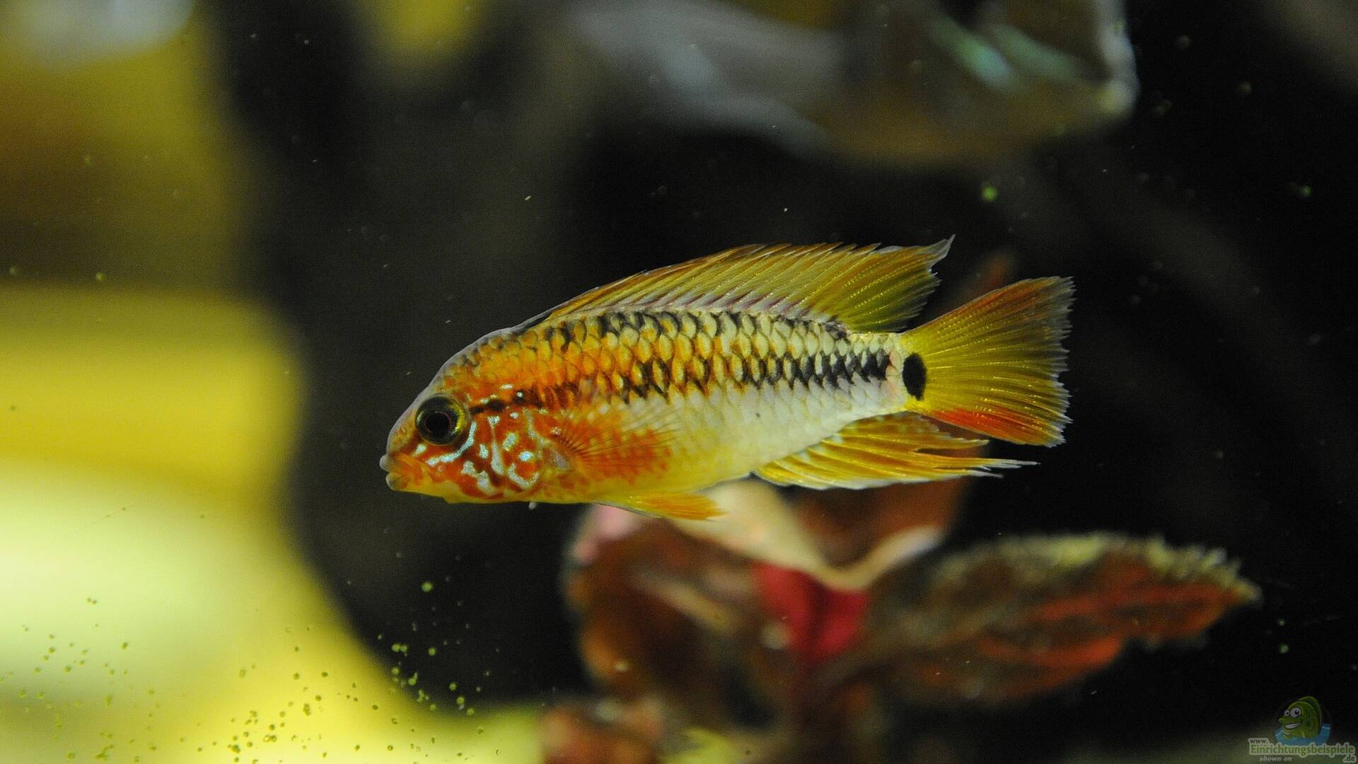 Apistogramma macmasteri: Alle wichtigen Infos