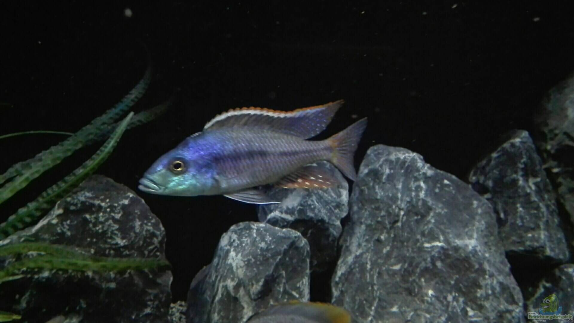 Protomelas similis: Alle wichtigen Infos