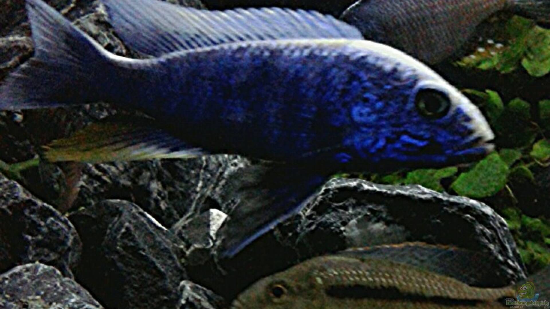 Protomelas similis: Alle wichtigen Infos