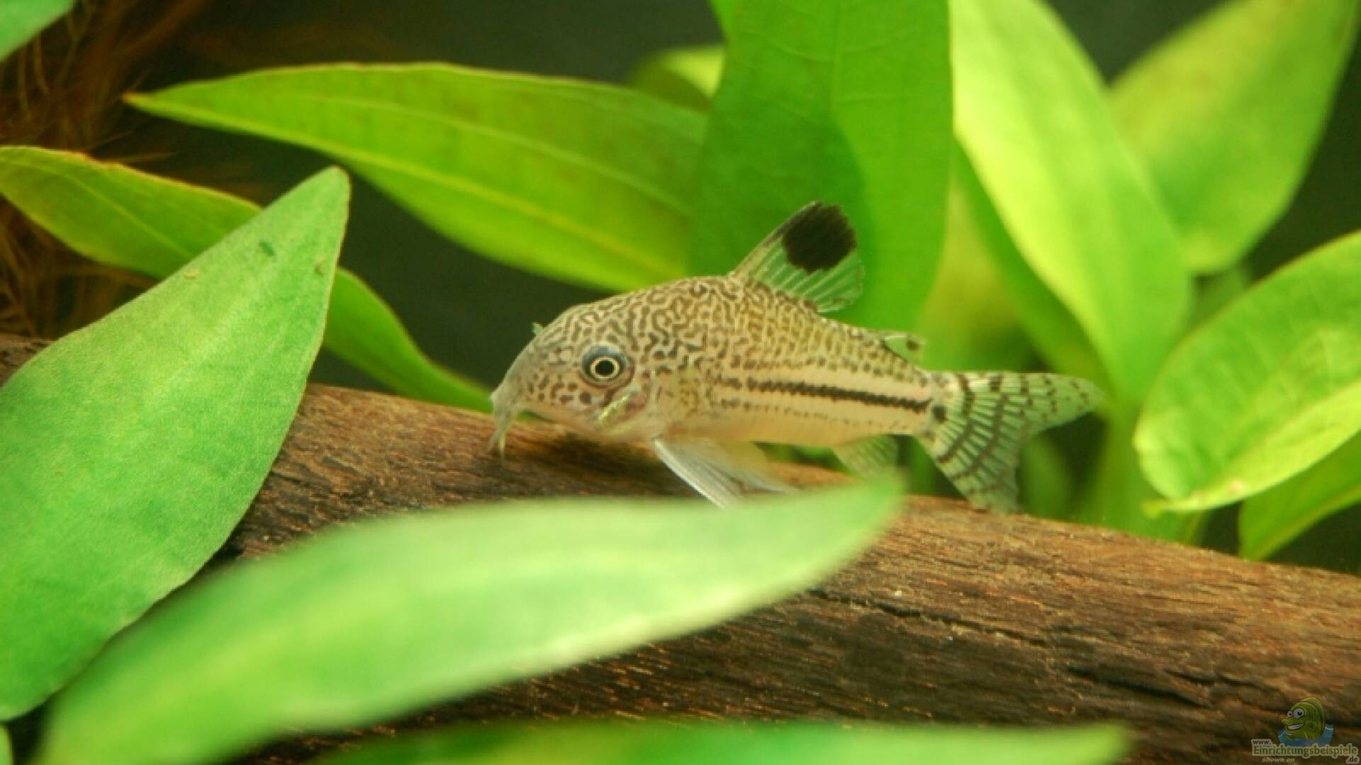 Corydoras trilineatus - Dreilinien-Panzerwels