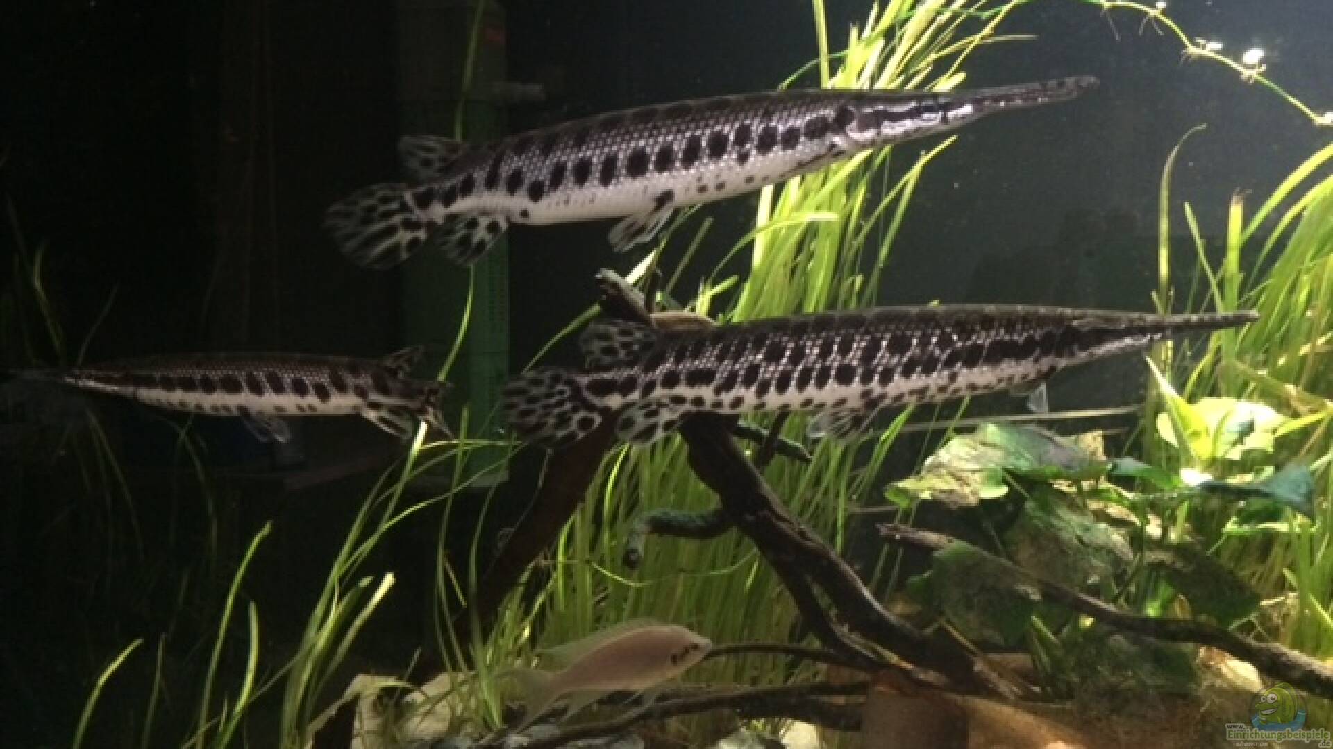 Lepisosteus oculatus - Gefleckter Knochenhecht