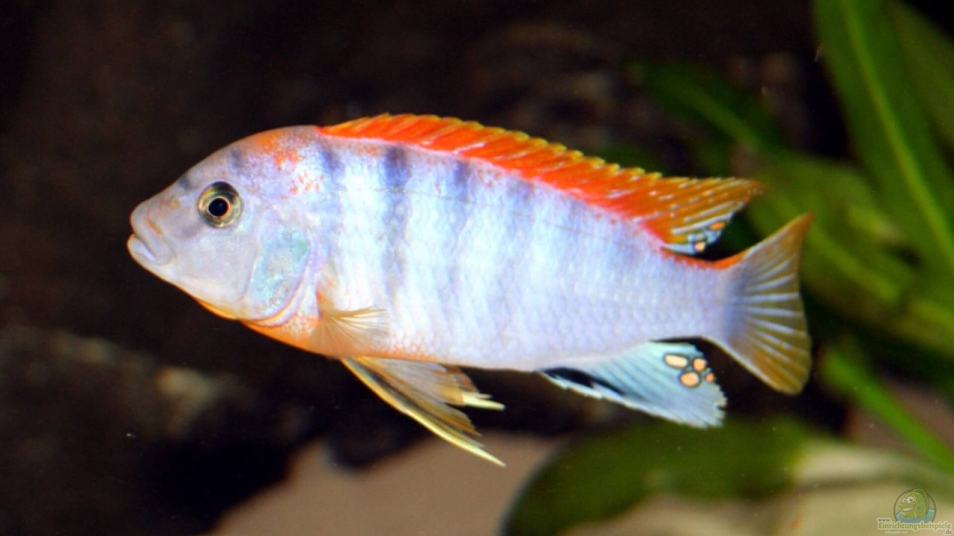 Labidochromis sp. hongi - Labidochromis hongi