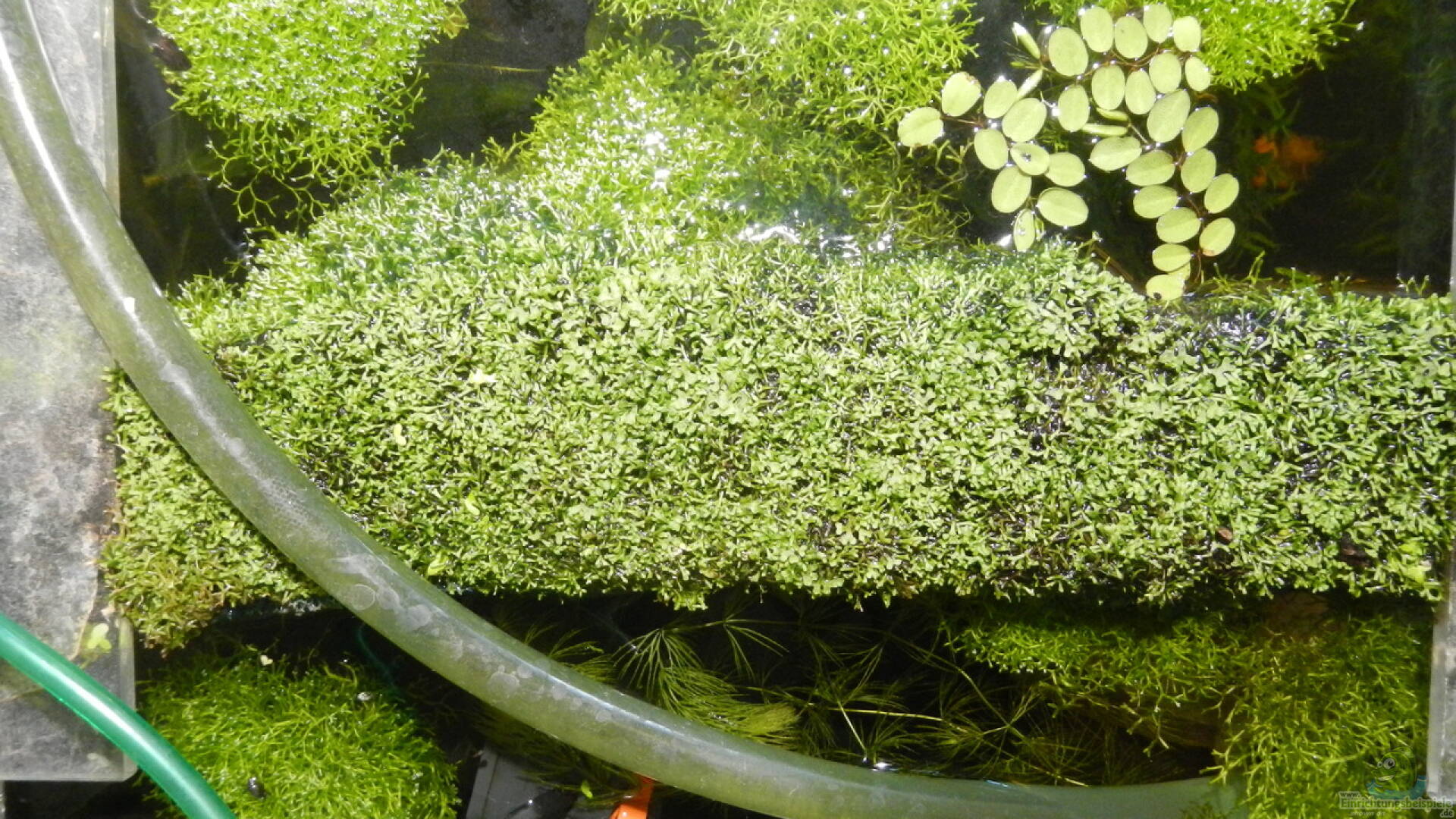 Riccia fluitans - Teichlebermoos: Alle wichtigen Infos
