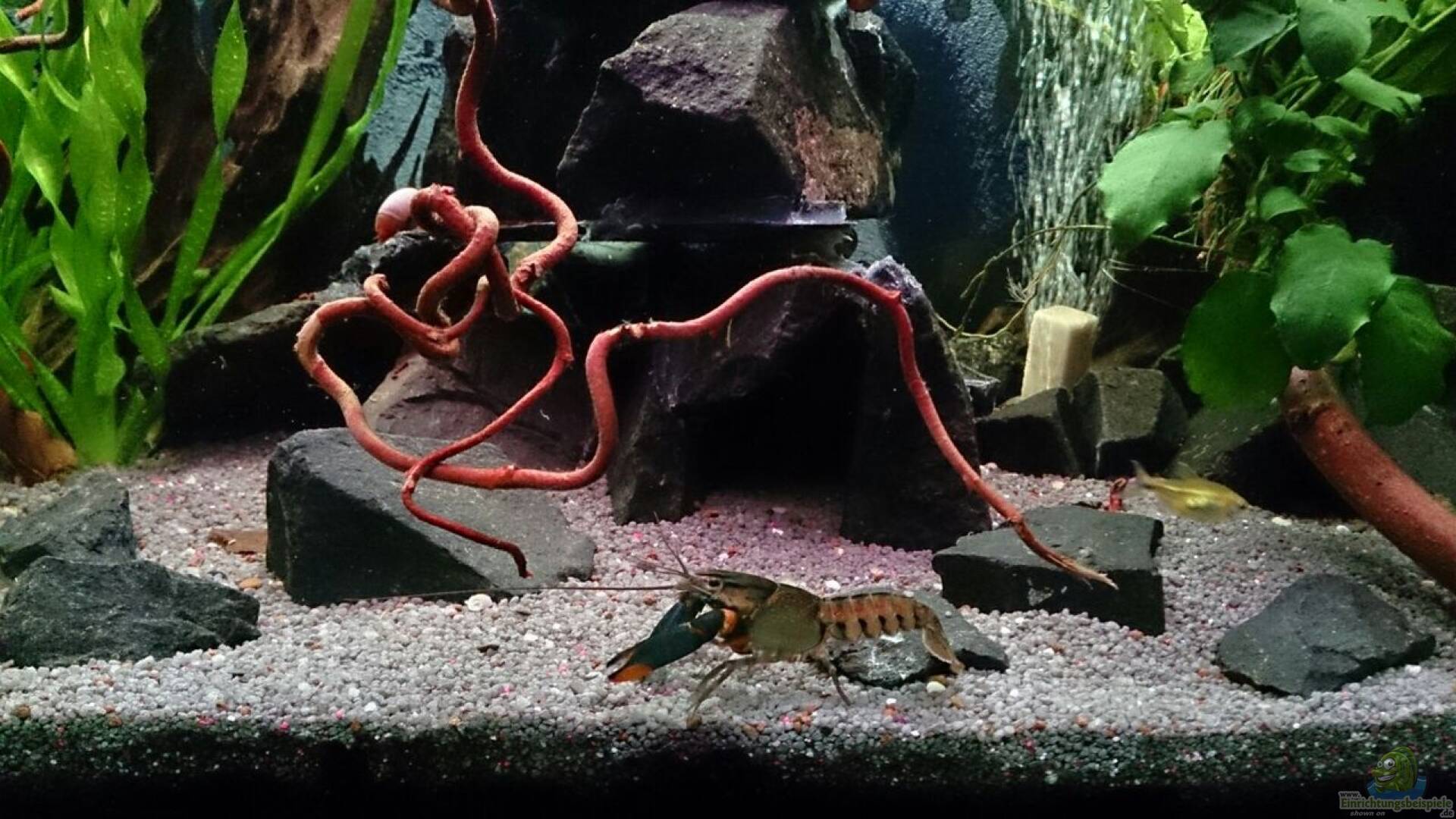 Aquarium Mit Krebsen