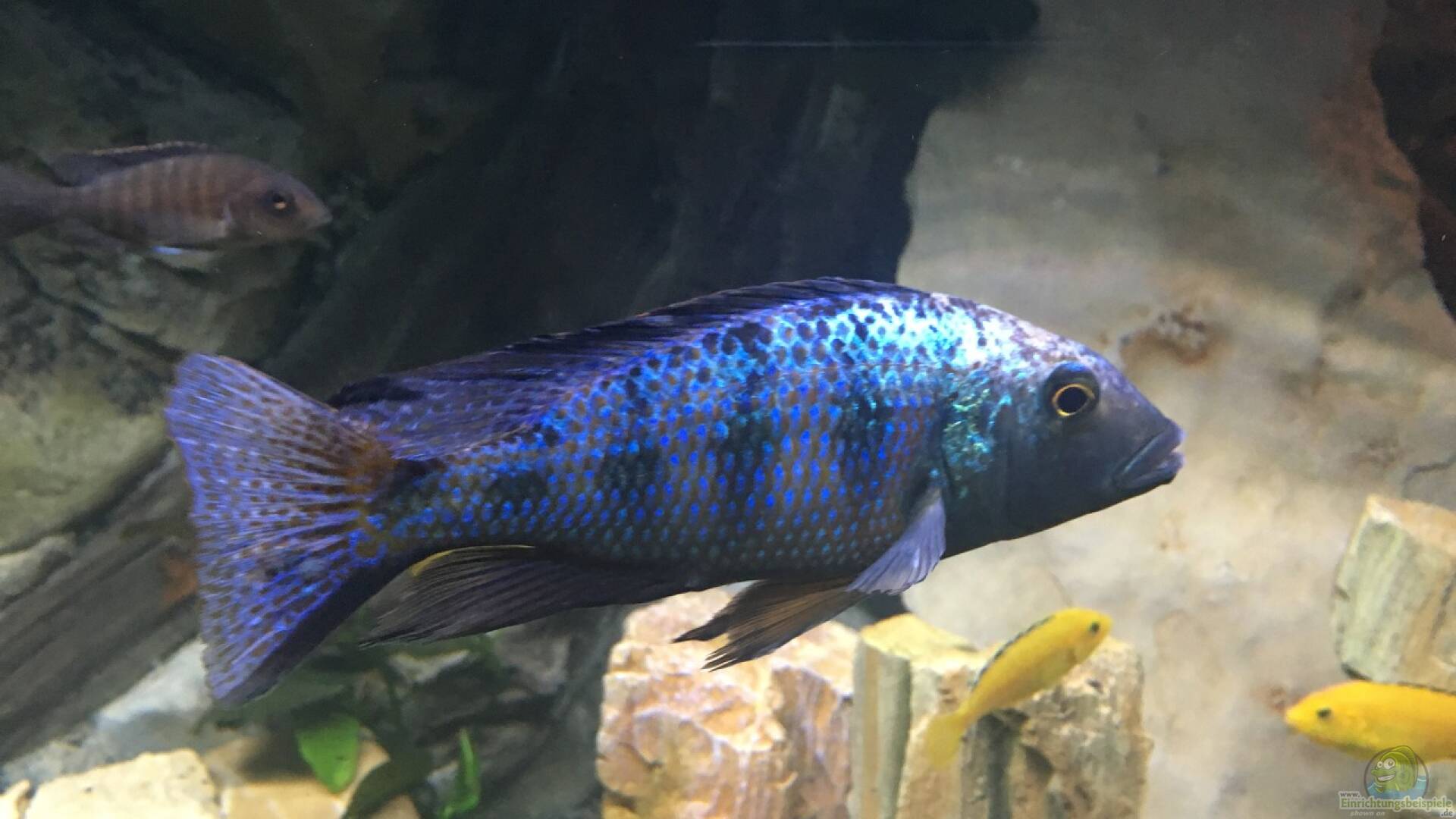 Fossorochromis rostratus - Fünffleckmaulbrüter