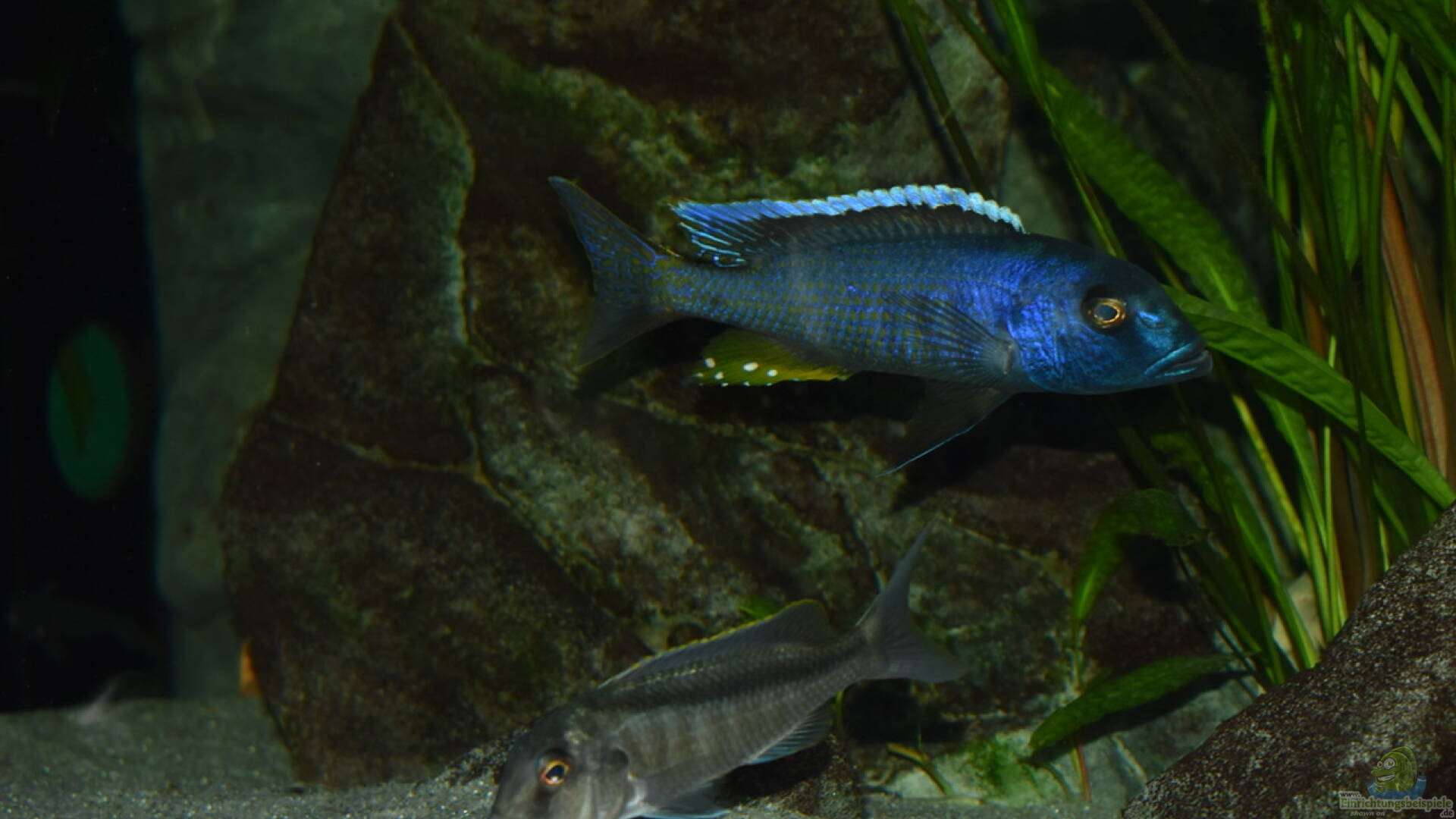 Buccochromis spectabilis: Alle wichtigen Infos