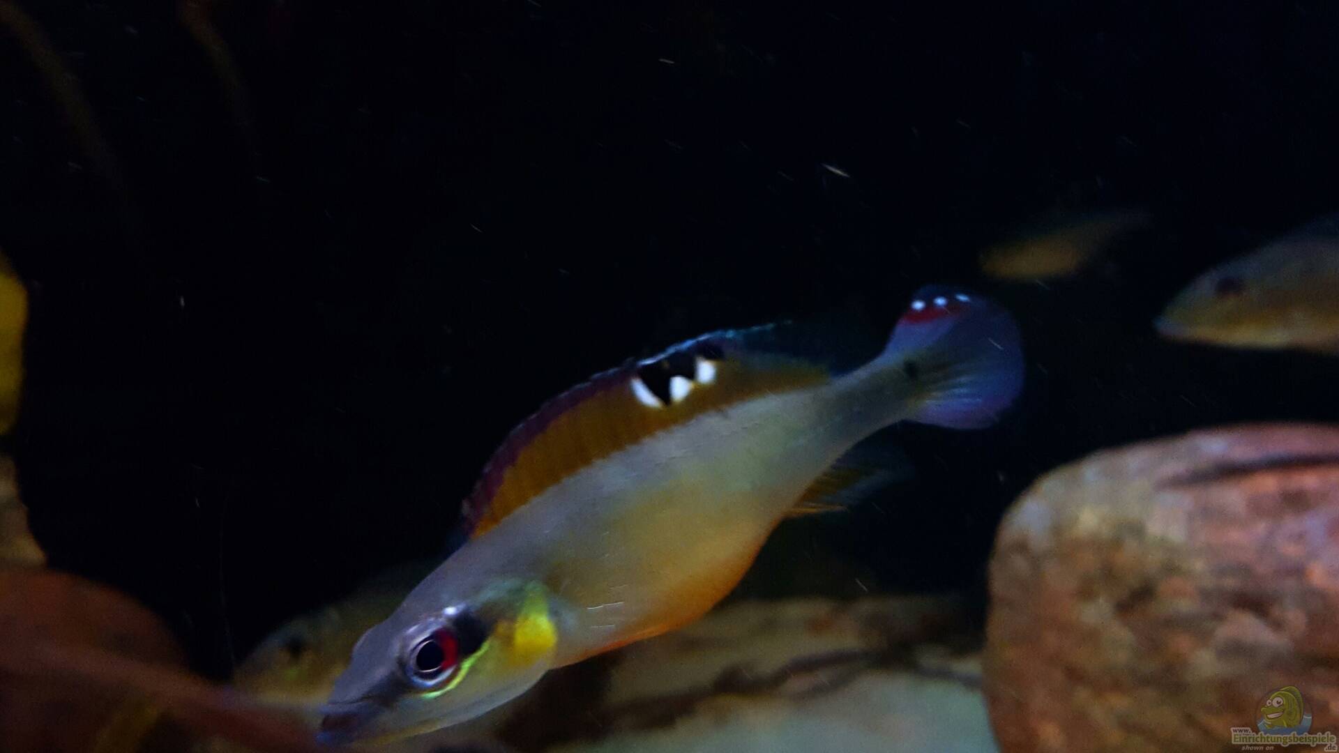 Crenicichla regani - Regans Zwerghechtbuntbarsch