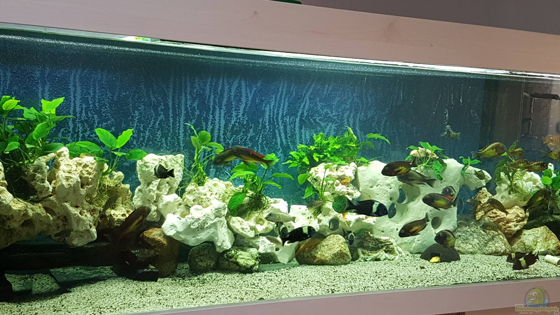 Tropheus-Arten: Alle wichtigen Infos