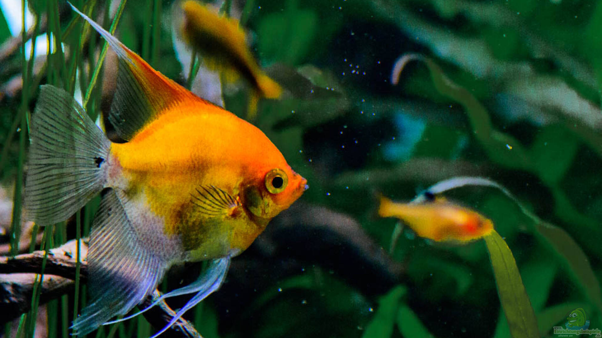 Pterophyllum - Segelflosser: Alle wichtigen Infos